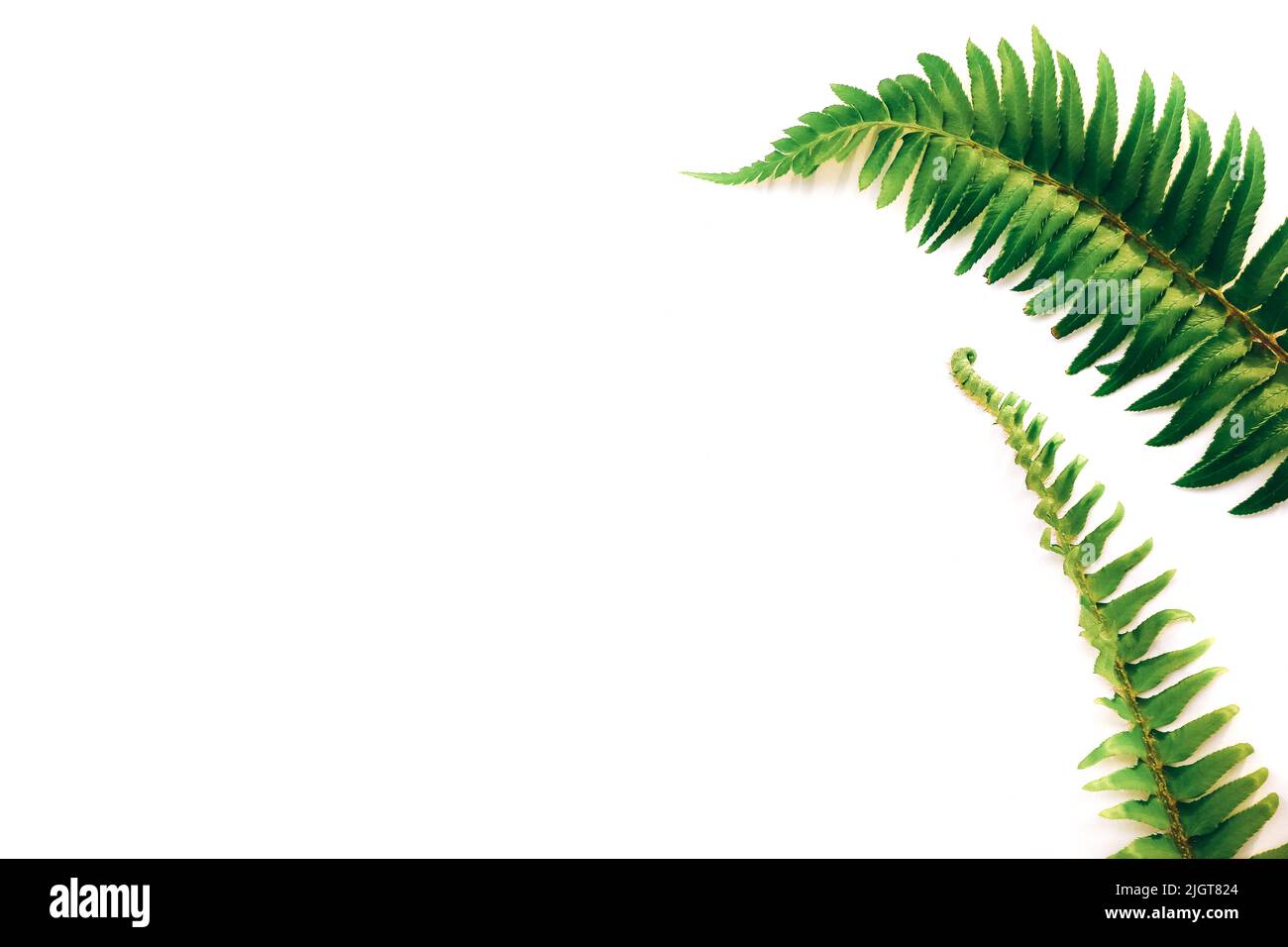 Fern branches pattern isolated on white background. flat lay, top view ...