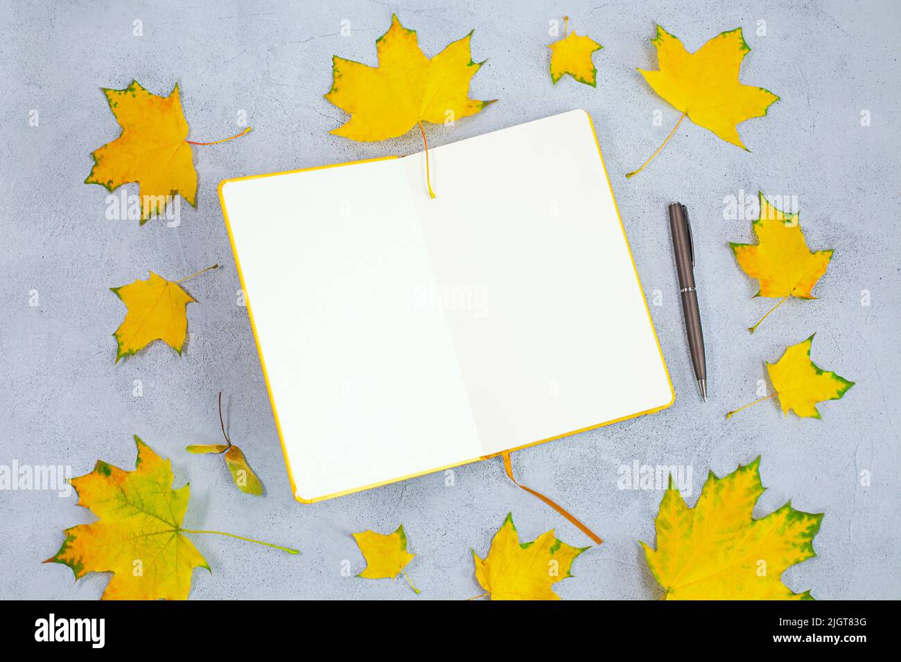 An open blank diary notebook, calendar and yellow leaves on grey ...