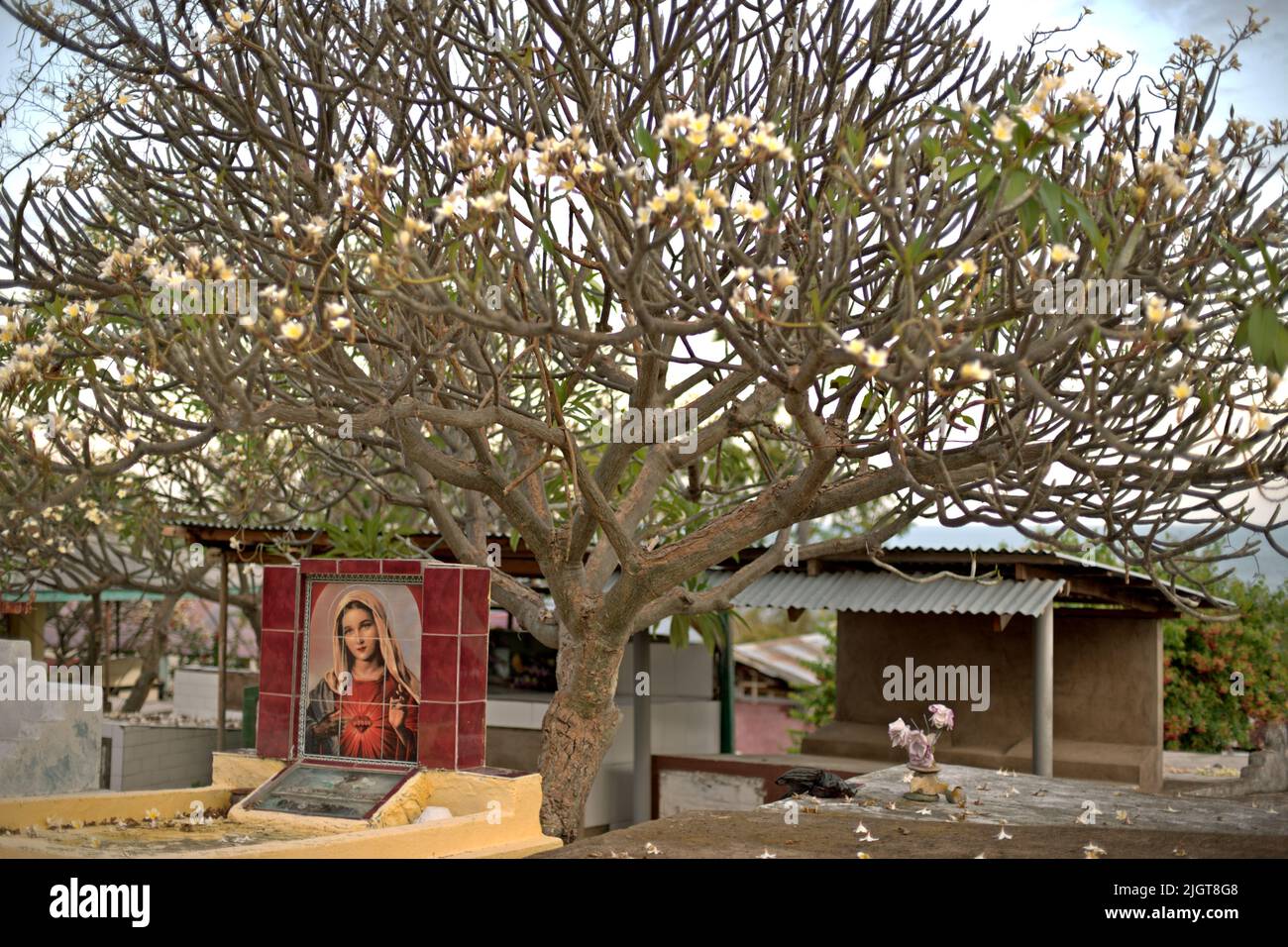 Image of Mother Mary behind the headstone of a grave below a plumeria ...