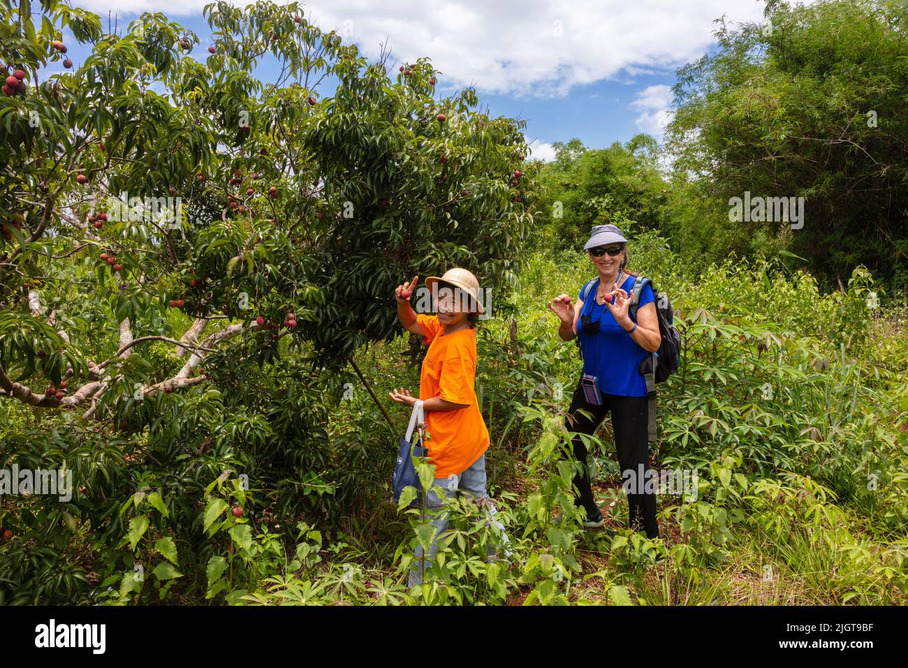 Picking lychee fruit outside the village of Tha Thong in Northern ...