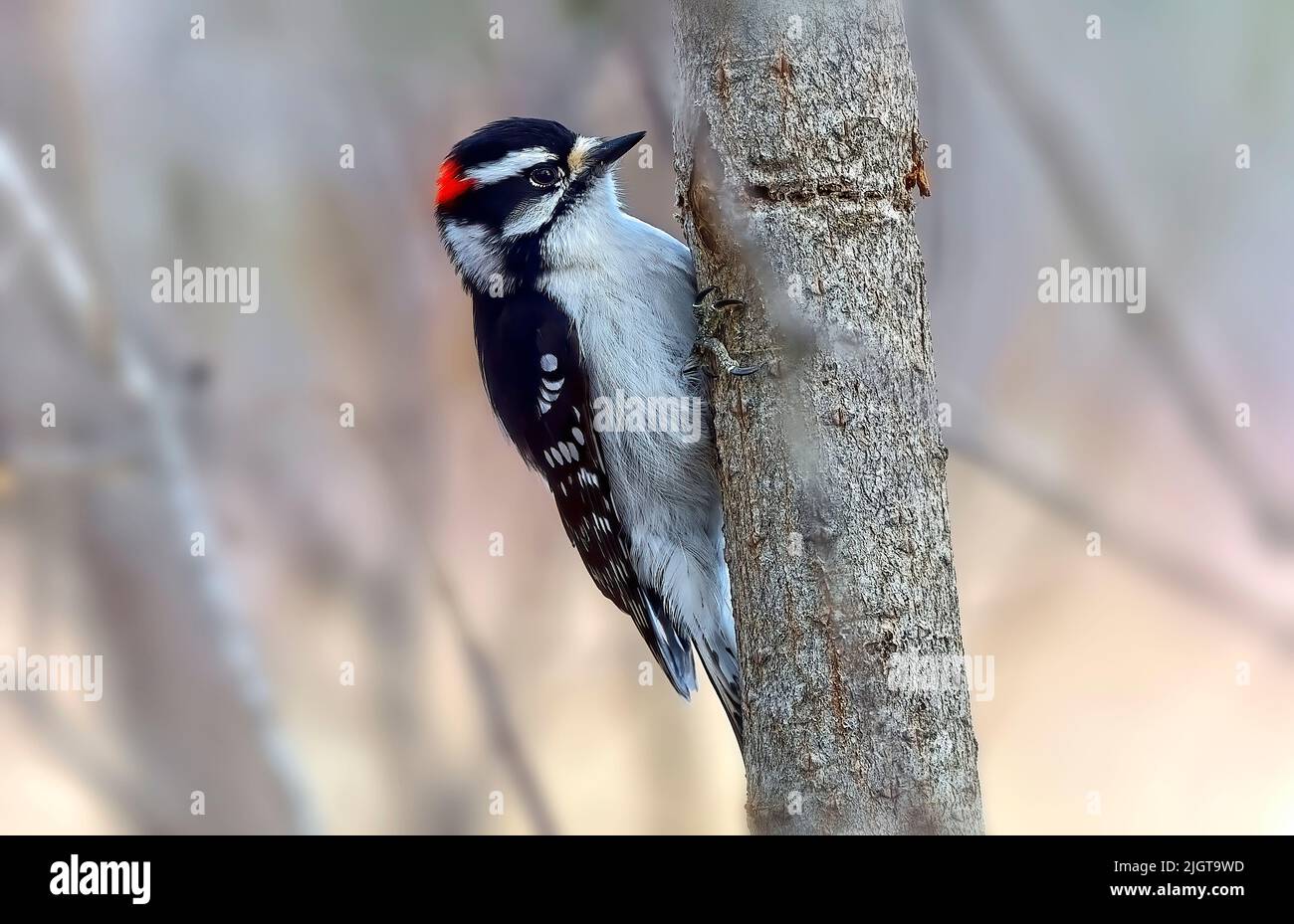 Woodpecker vertical image hi-res stock photography and images - Alamy