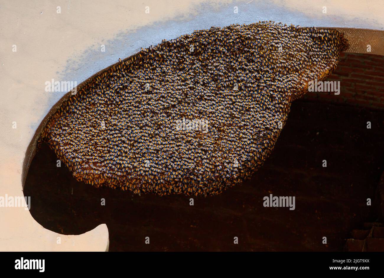 A bee hive on a temple eve at the GOLDEN TRIANGLE is where Thailand ...