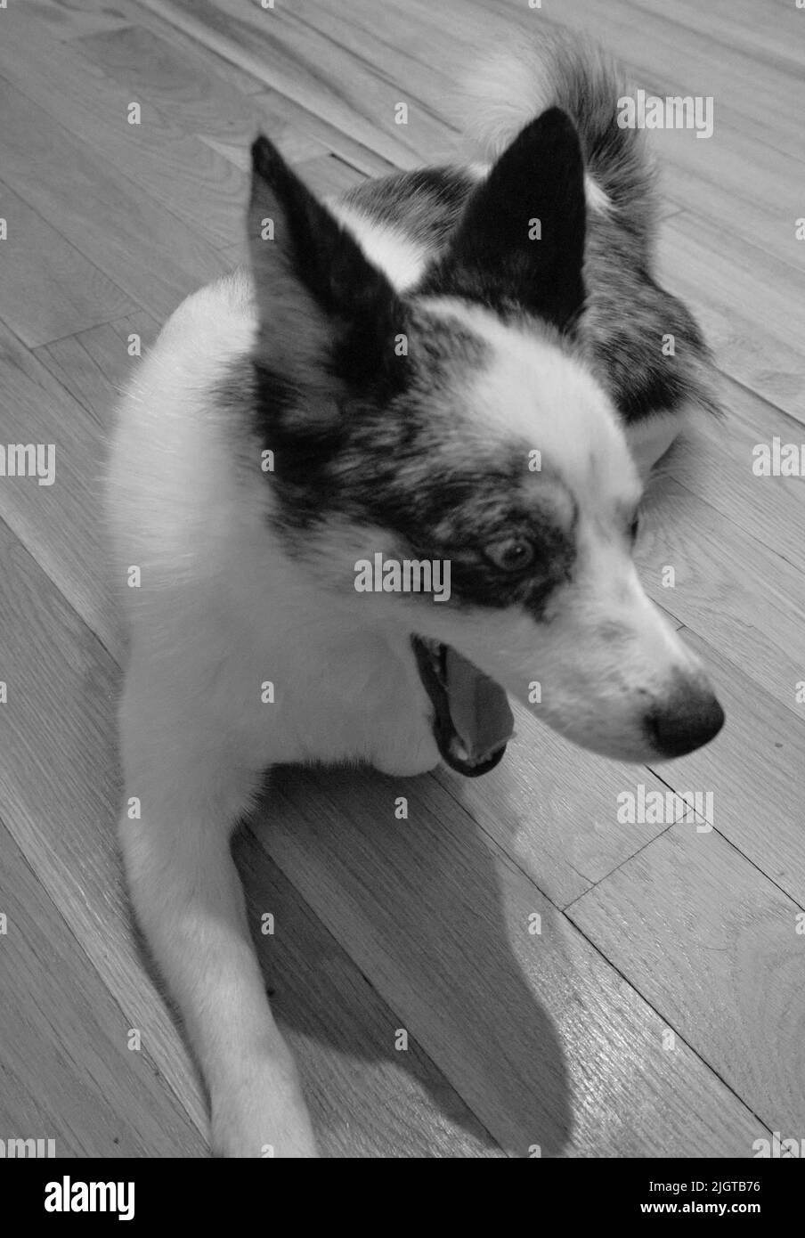 Cute pomsky Black and White Stock Photos & Images - Alamy