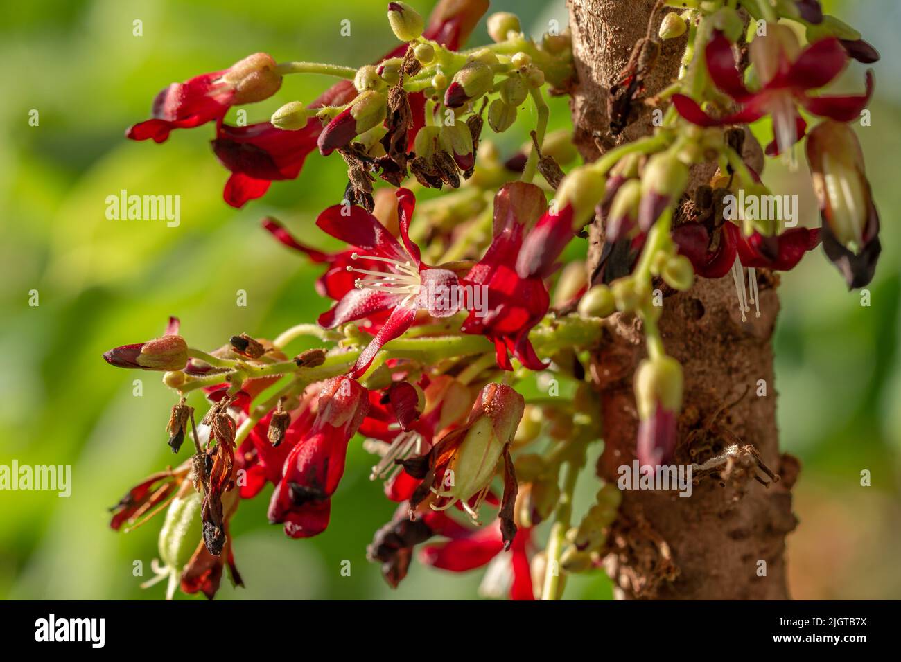 The flowers of the bilimbi plant are small, red and clustered, the ...