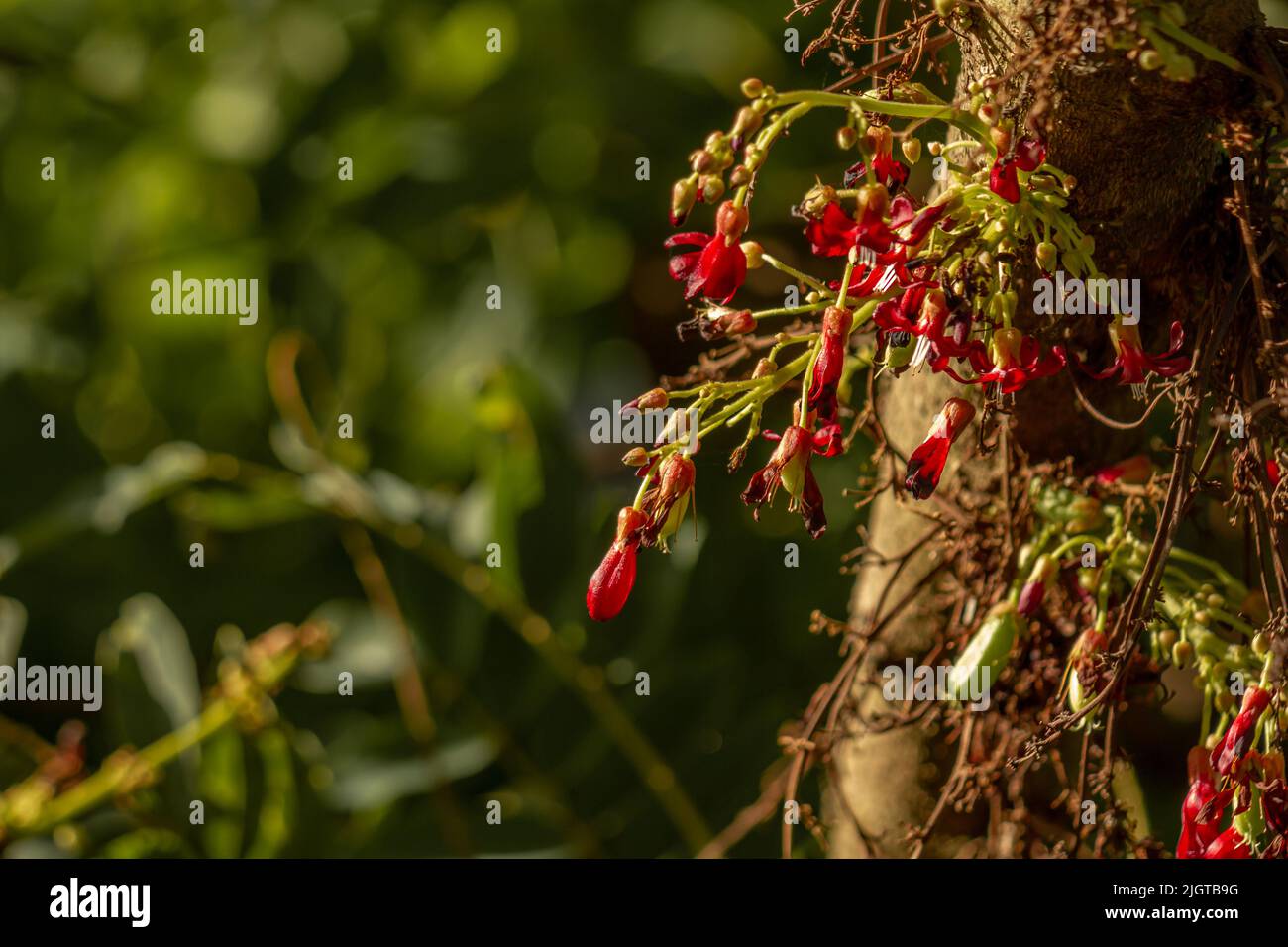 The flowers of the bilimbi plant are small, red and clustered, the ...