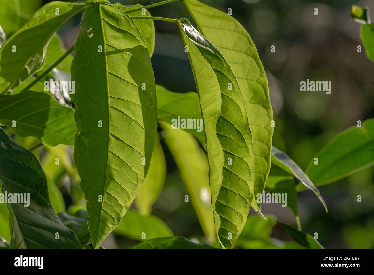 The broad leaves of the tabebuia plant are green, the bones of the ...