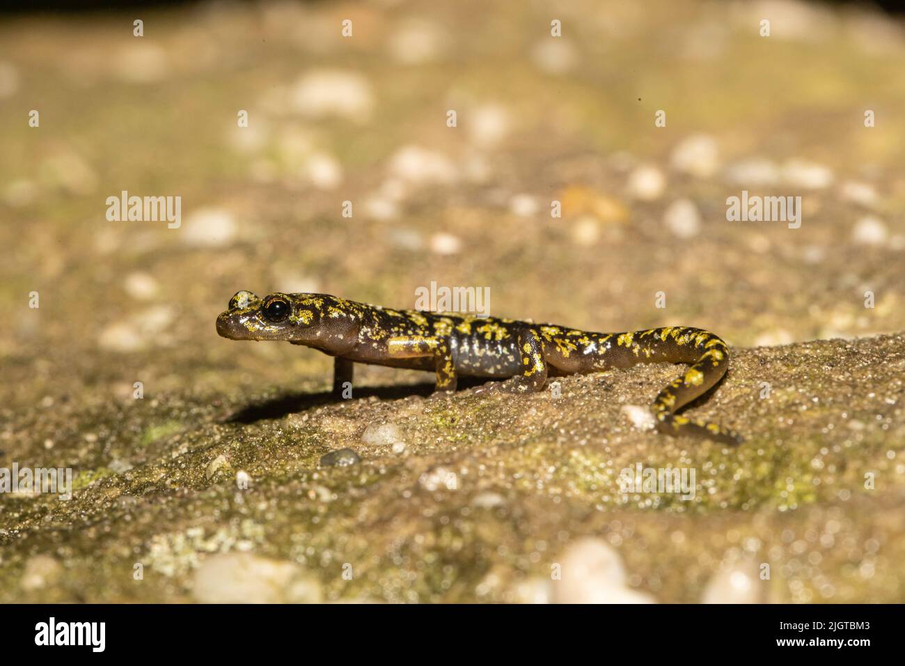 Green salamander - Aneides aeneus Stock Photo - Alamy