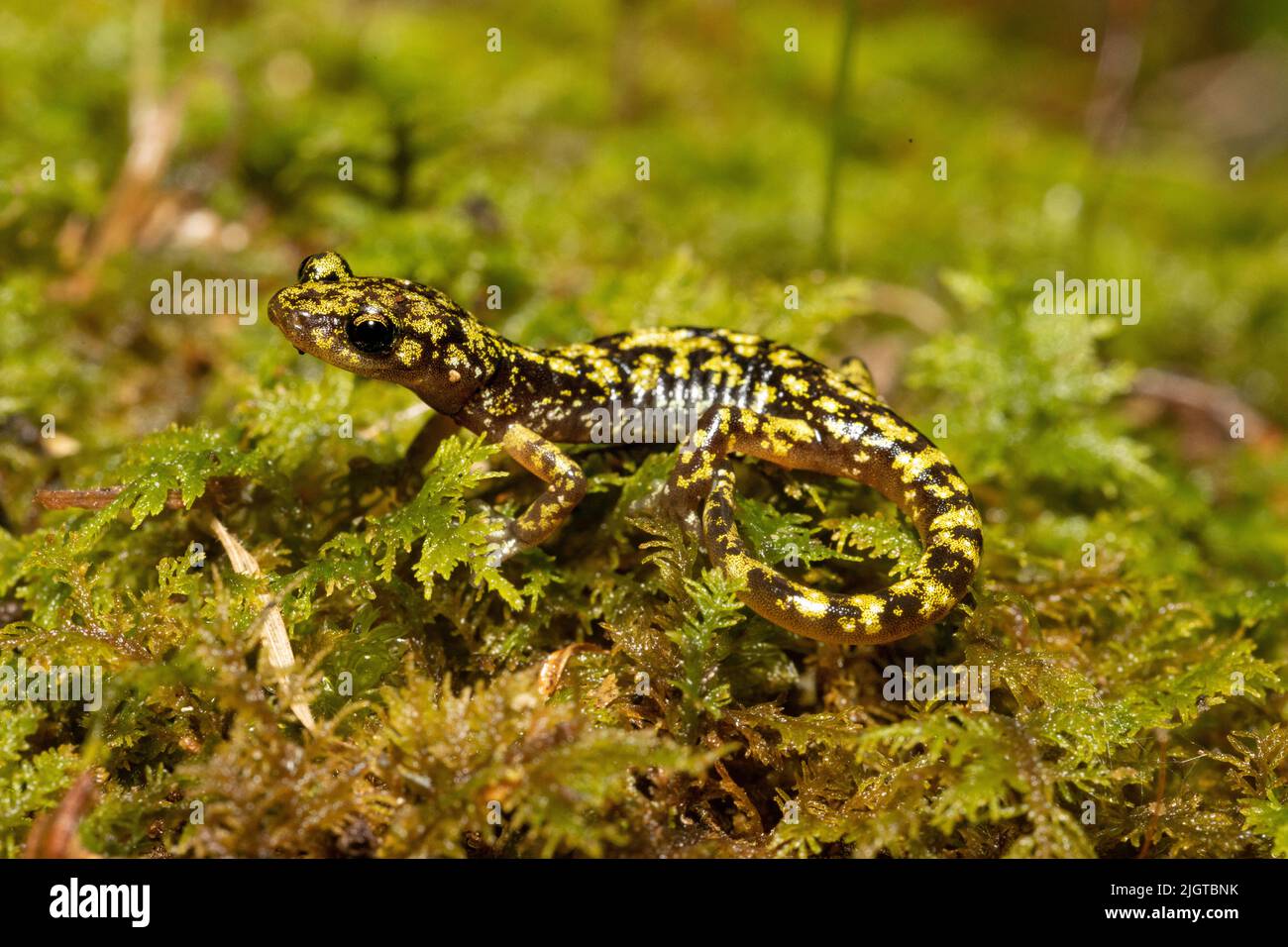 Green salamander - Aneides aeneus Stock Photo - Alamy