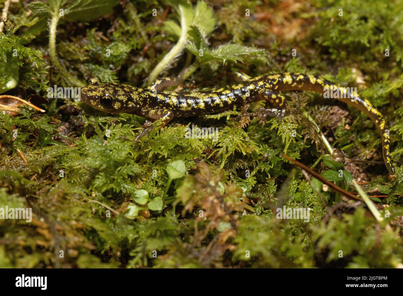Green salamander - Aneides aeneus Stock Photo - Alamy