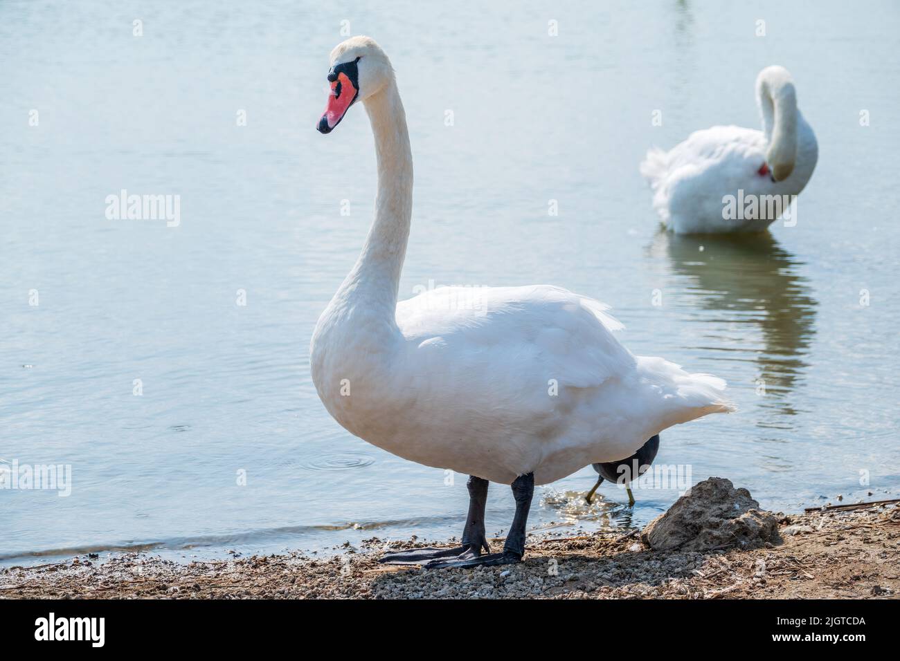 Graceful white Swan with a red beak stands on the bank of a pond. The ...