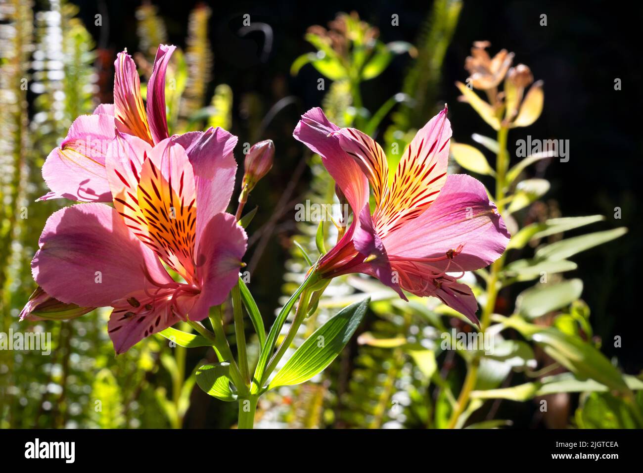 Peruvian lily plants (alstroemeria), also known as Lily of the Incas ...