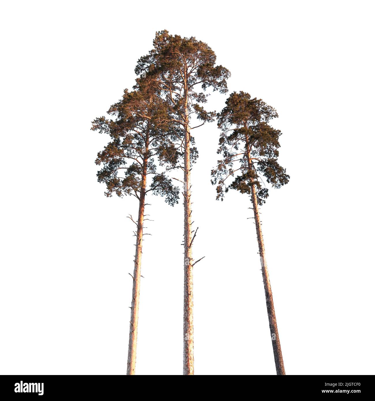 Tall tree silhouette hi-res stock photography and images - Alamy