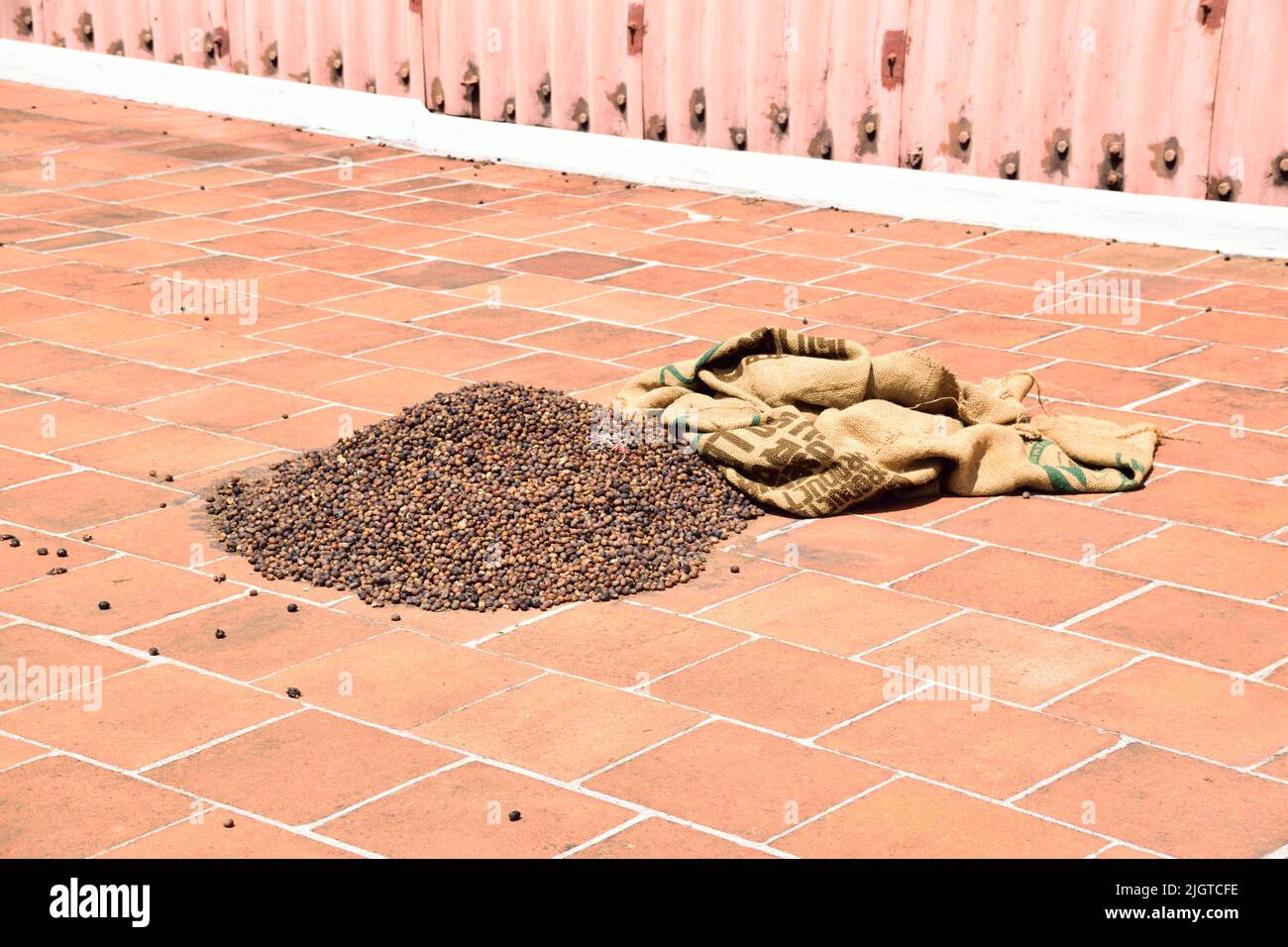 On coffee plantation guatemala hi-res stock photography and images - Alamy
