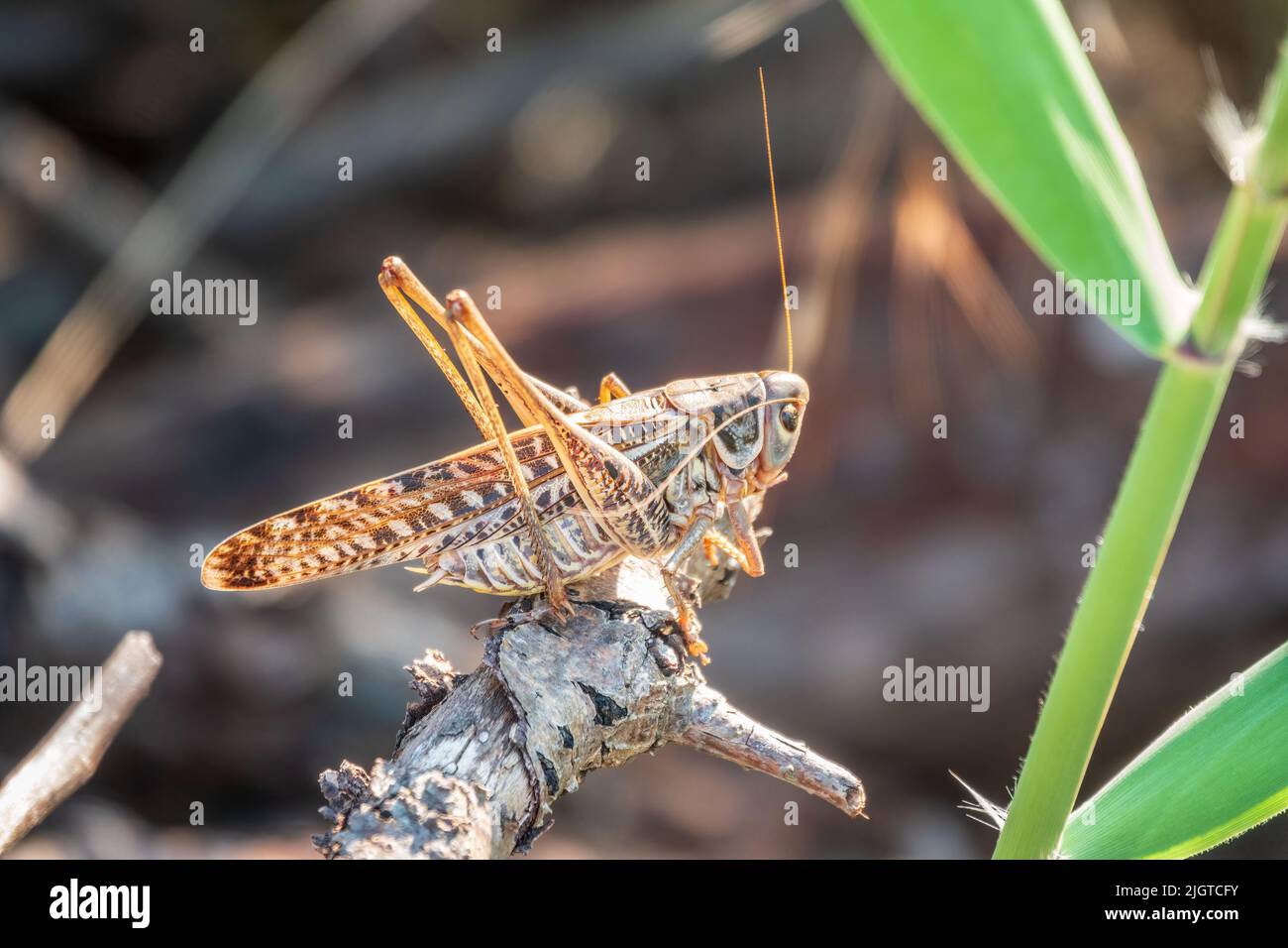 A large brown locust, Locusta migratoria, with a pattern on its body ...