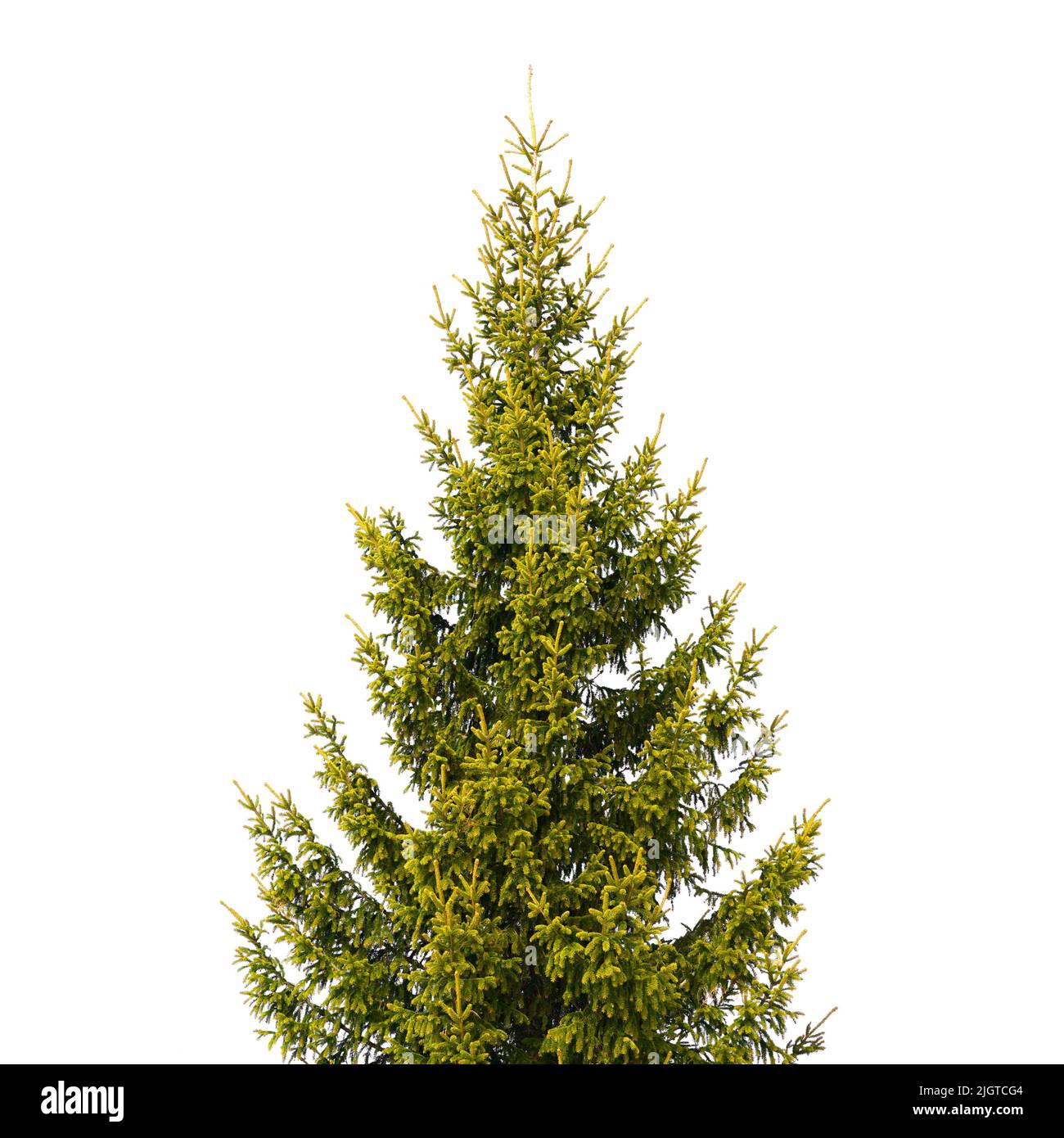 Spruce tree isolated on white background, natural photo texture Stock ...