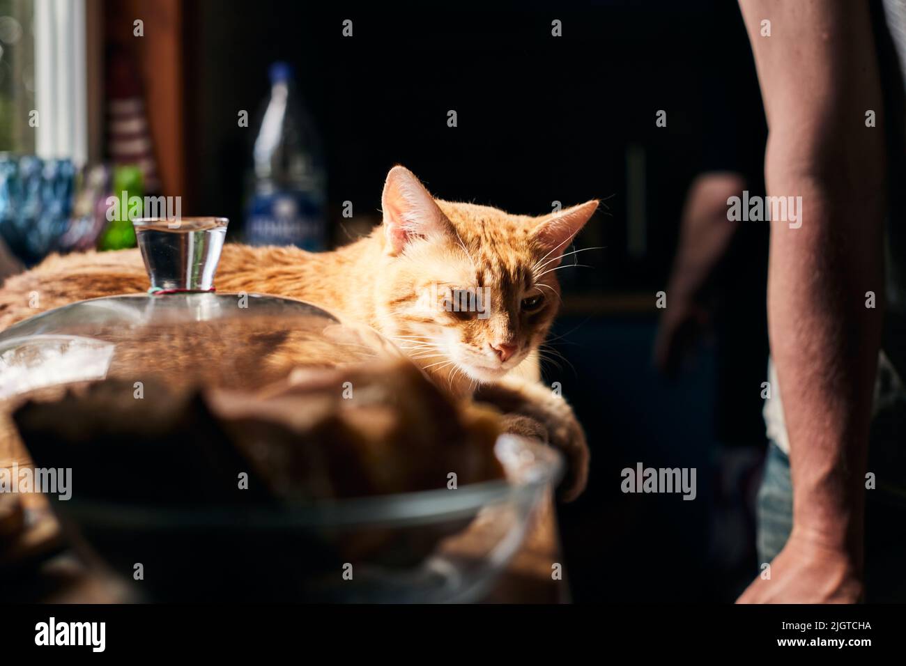 Cat on the table hi-res stock photography and images - Alamy