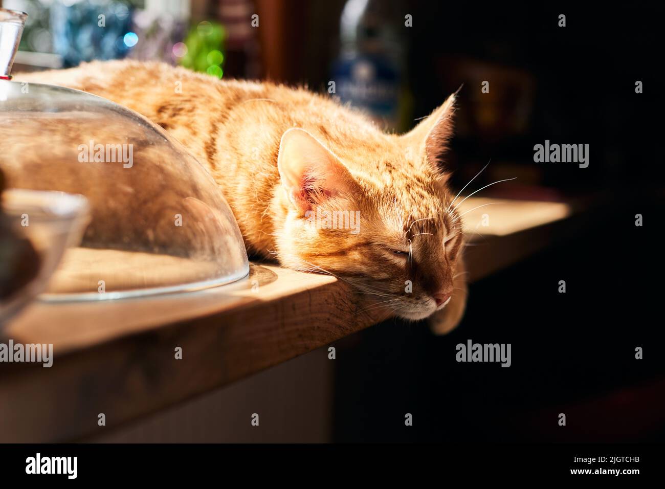 Cat on the table hi-res stock photography and images - Alamy