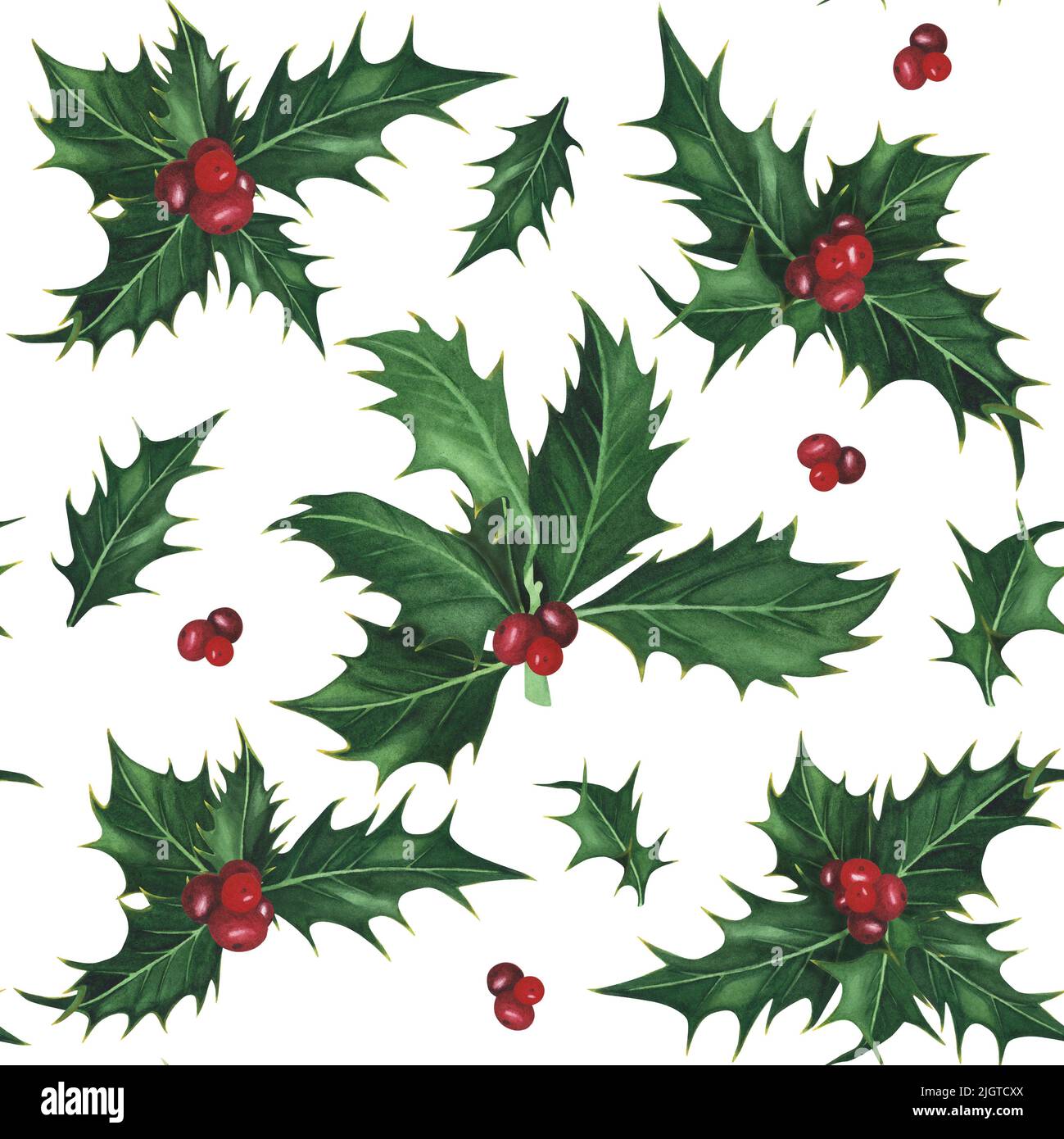 Christmas holly seamless patternon white background. Watercolor ...