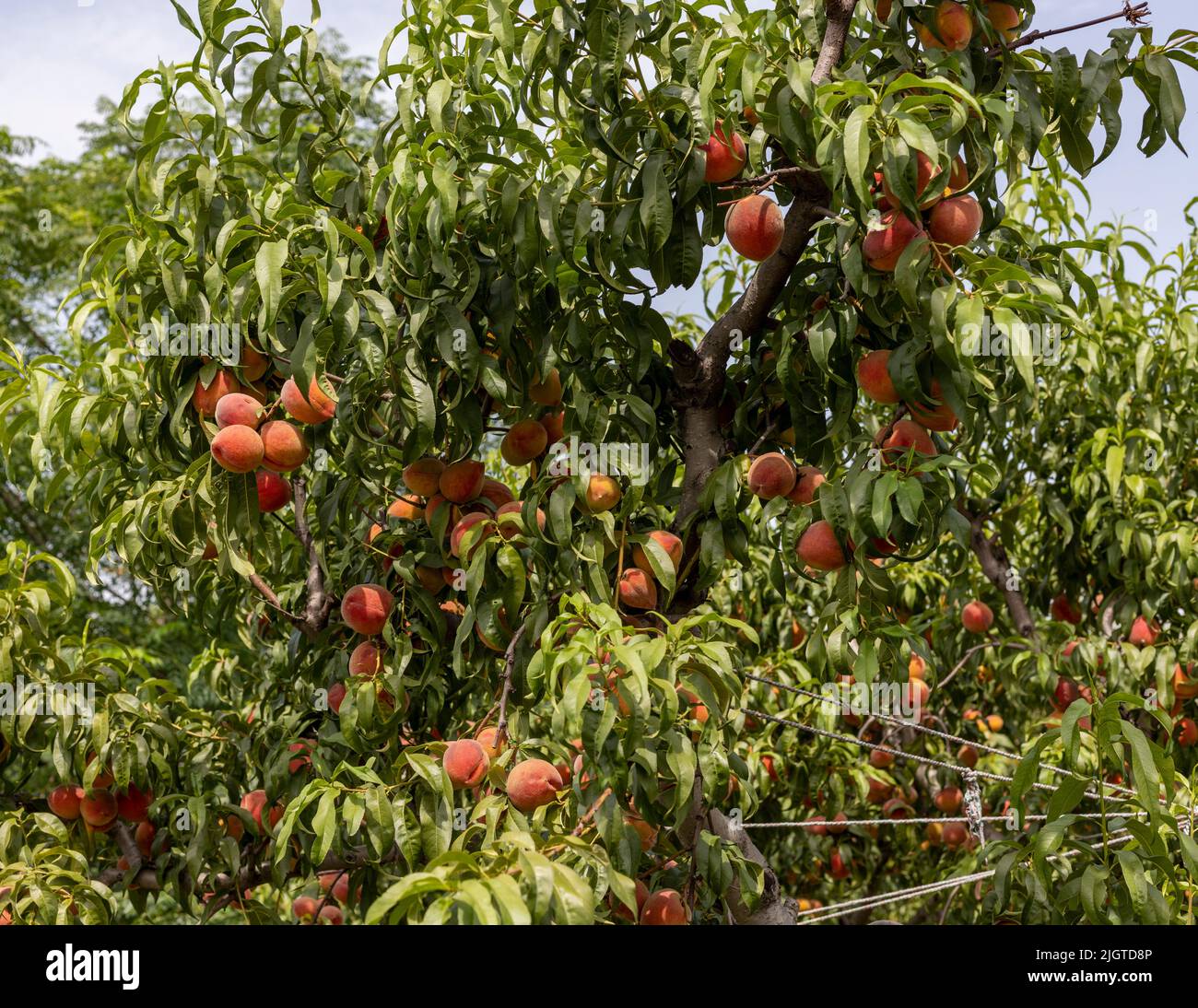 Fruit orchard hi-res stock photography and images - Alamy