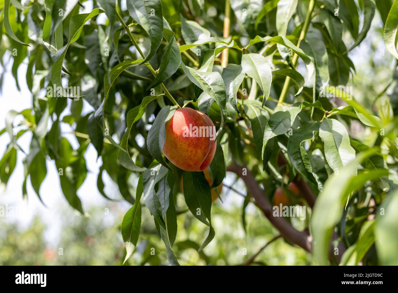 Peach growing on tree hi-res stock photography and images - Alamy