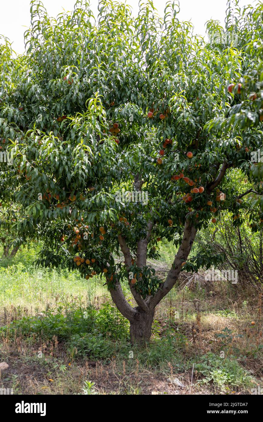 Peach fruit tree with plenty of ripen peaches ready to harvest Stock ...