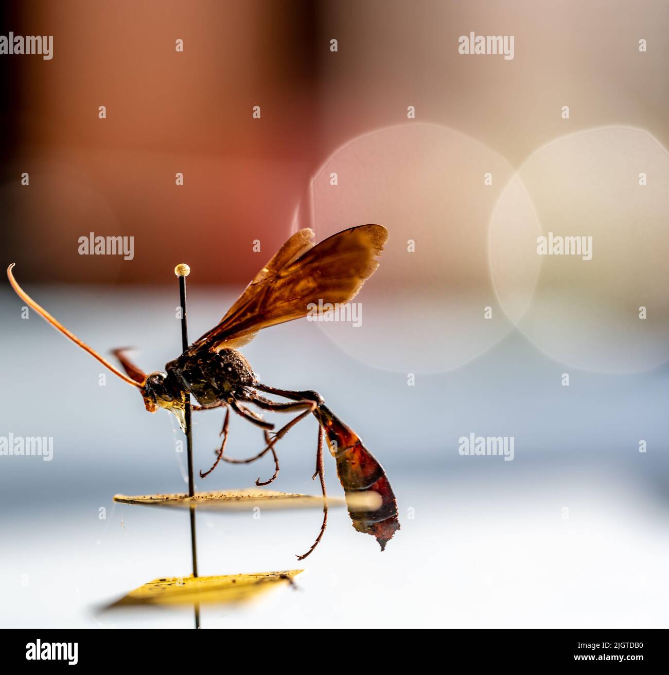 pinned ichneumon wasp specimen in an entomology insect collection Stock ...
