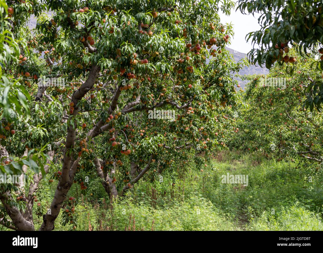 Summer peach orchard hi-res stock photography and images - Alamy
