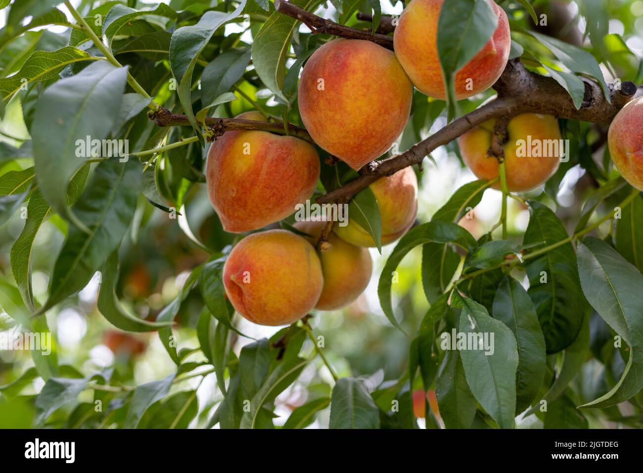 Peaches ripen hi-res stock photography and images - Alamy