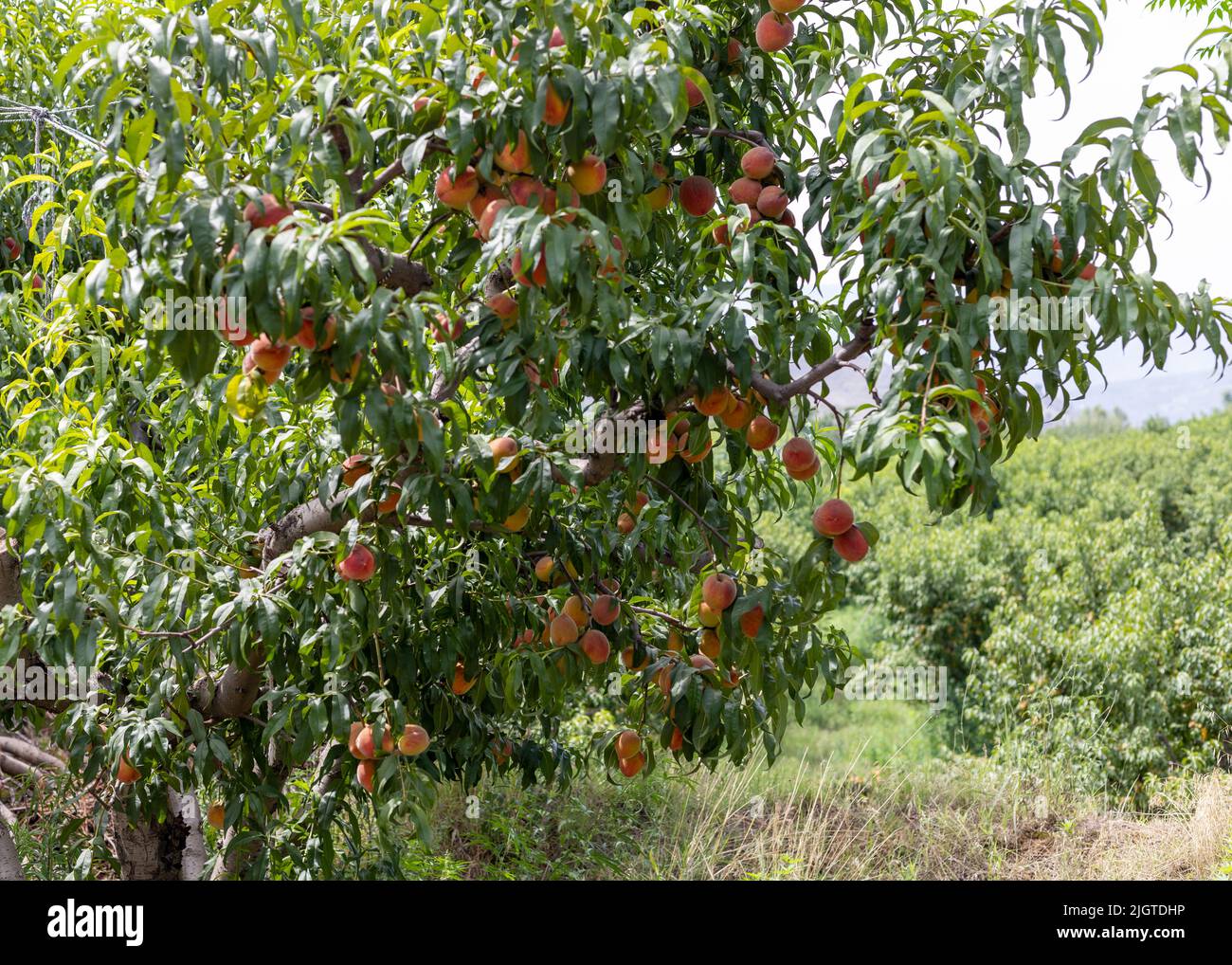 Peach tree hi-res stock photography and images - Alamy