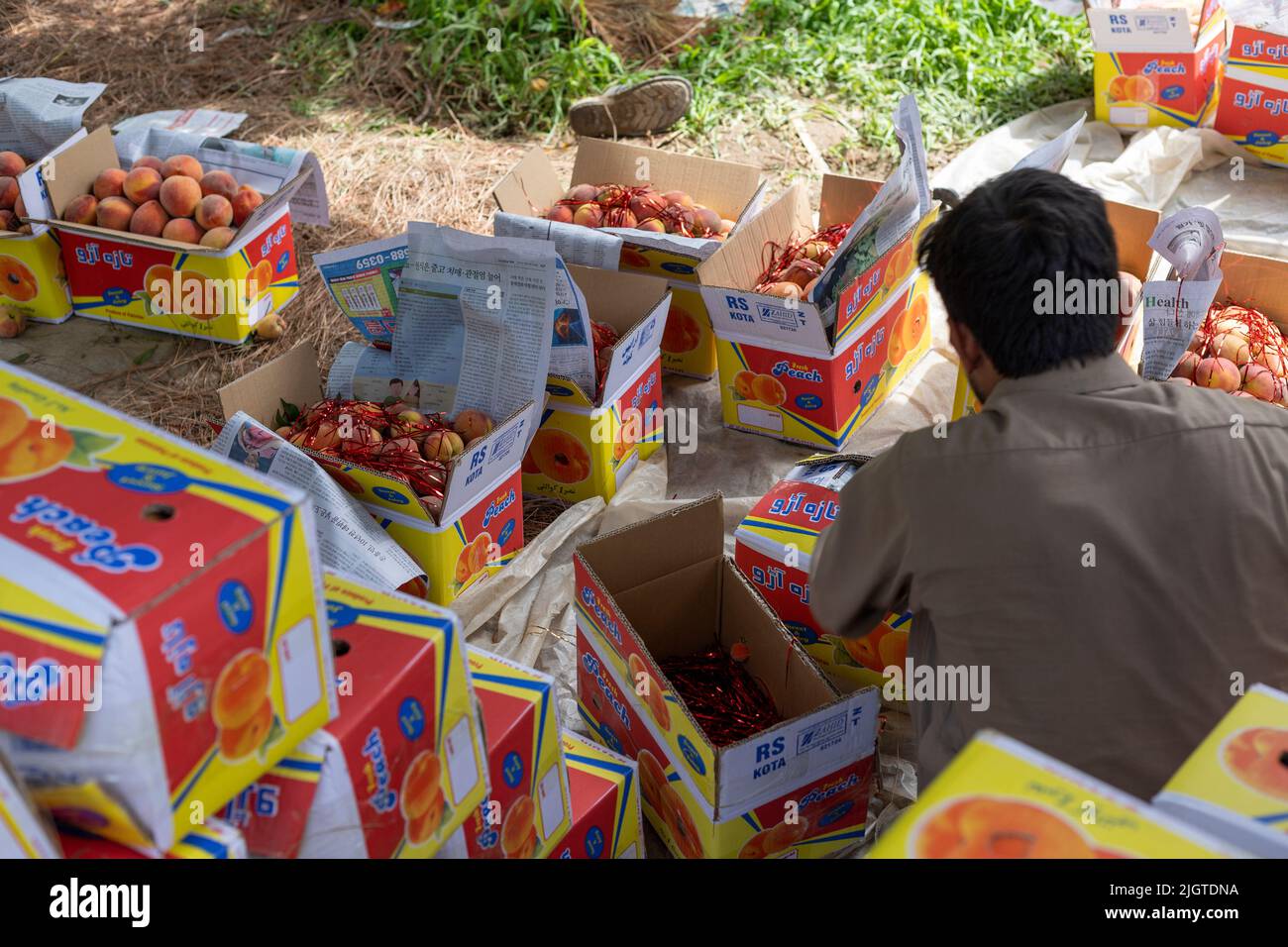 Worker packing peaches in cartoon to supply them to the market Stock ...