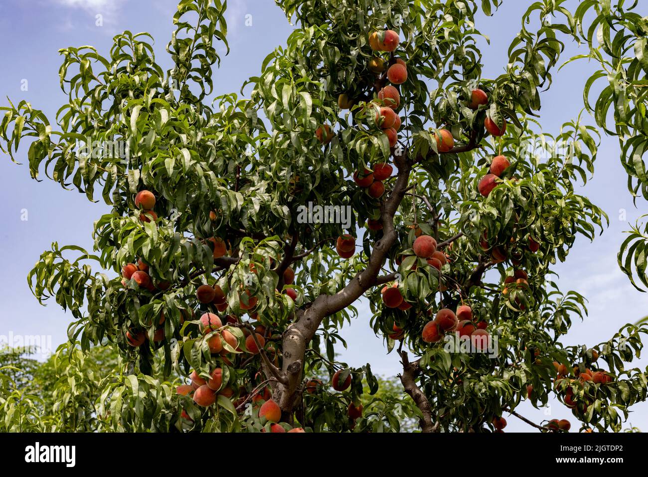 Peach tree full of ripe peaches closeup view Stock Photo - Alamy