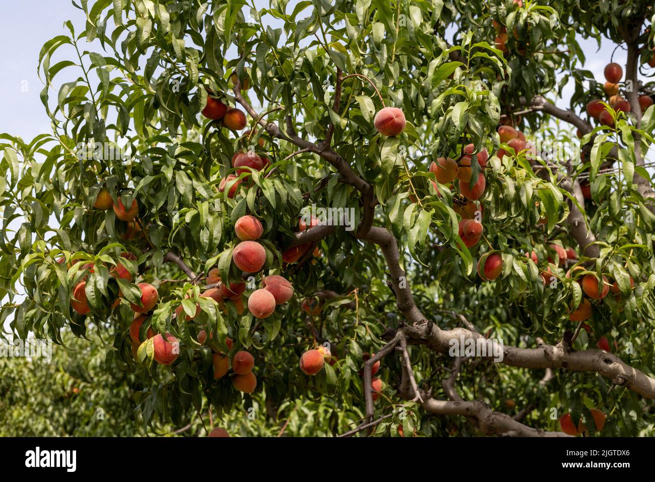 Peach orchard hi-res stock photography and images - Alamy