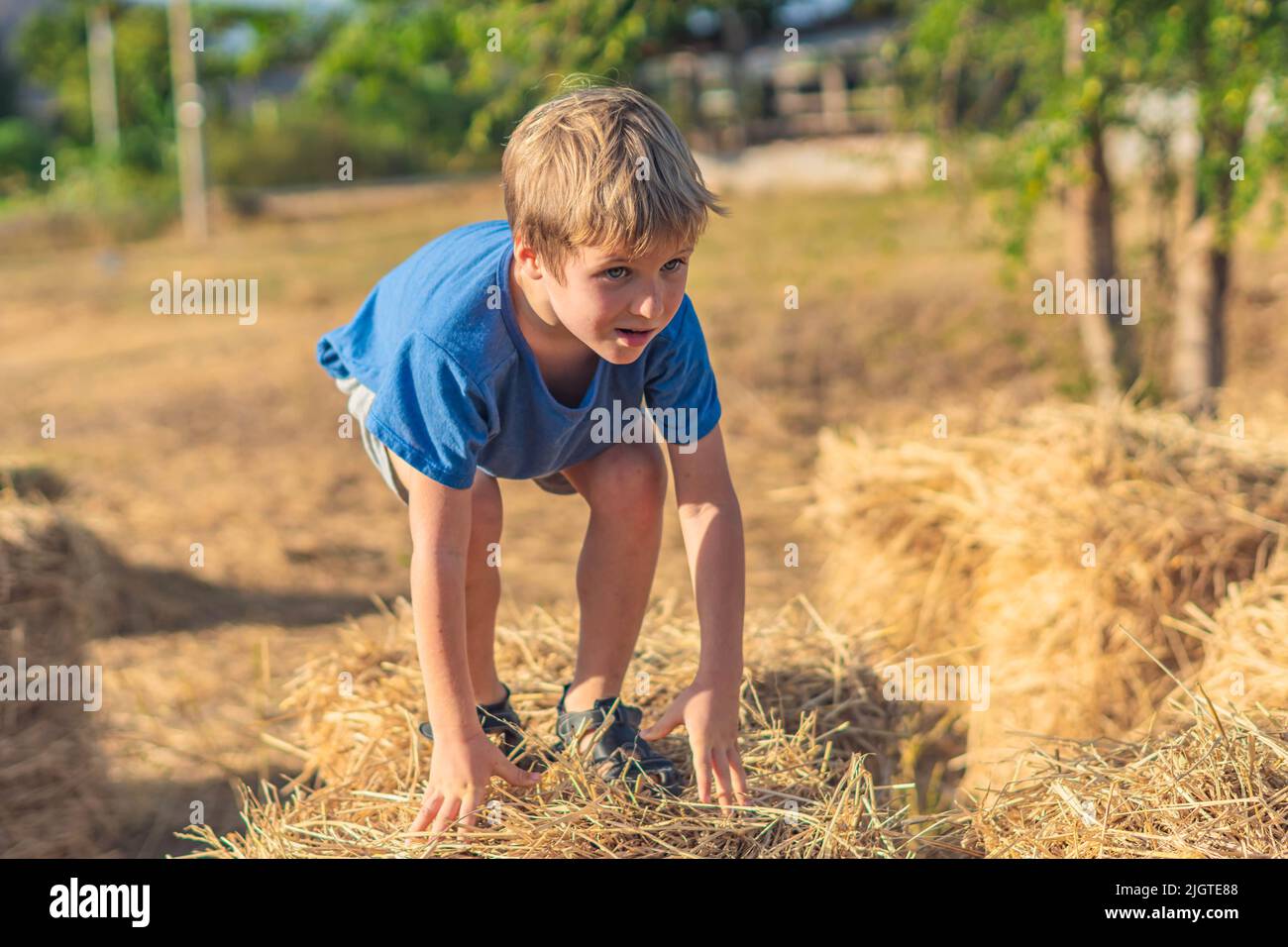 Boy blue t-shirt smile play climbs on down haystack bales of dry hay ...