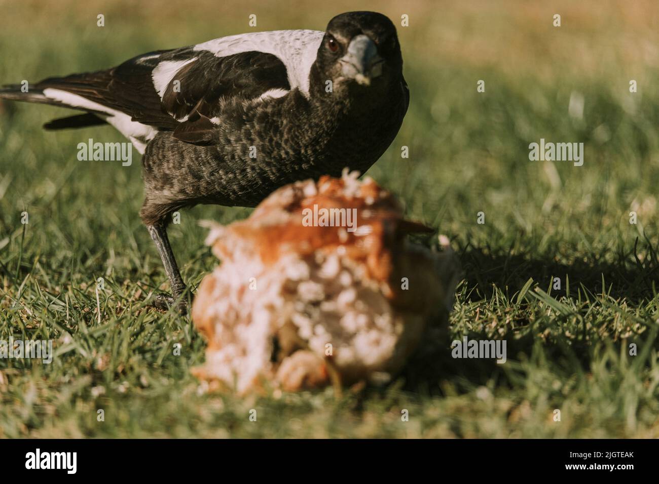 magpie eating chicken, magpie eating roast chicken Stock Photo - Alamy