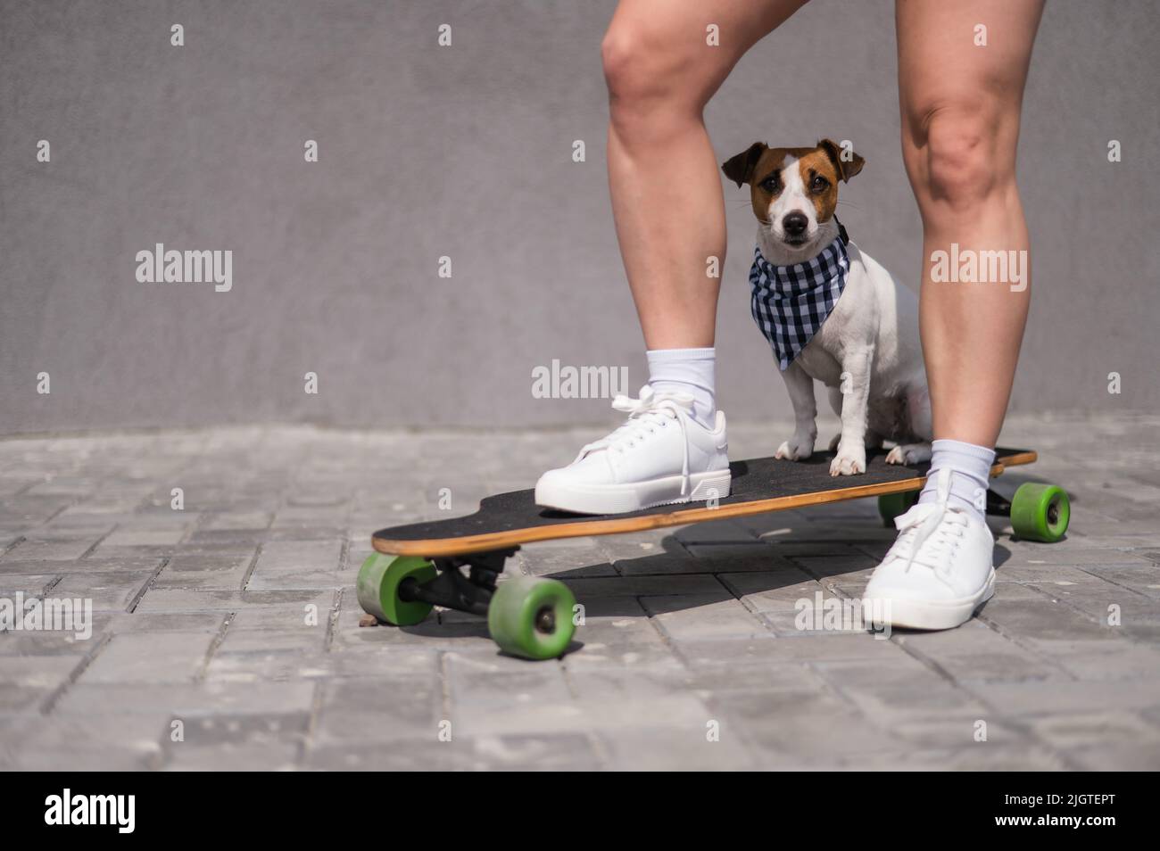 Caucasian woman riding a longboard along with dog jack russell terrier ...
