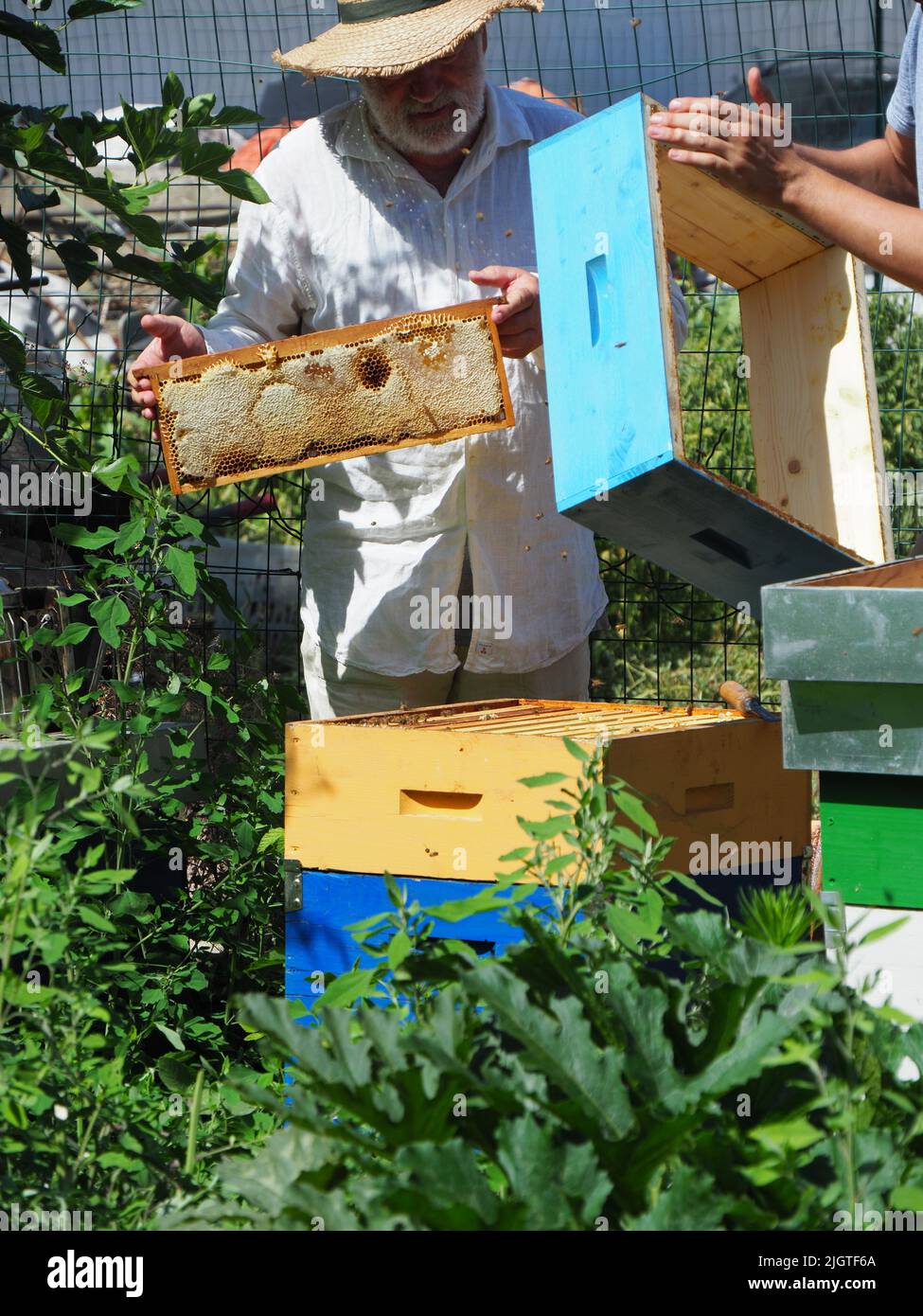 Master bee keeper pulls out a frame with honey from the beehive in the ...