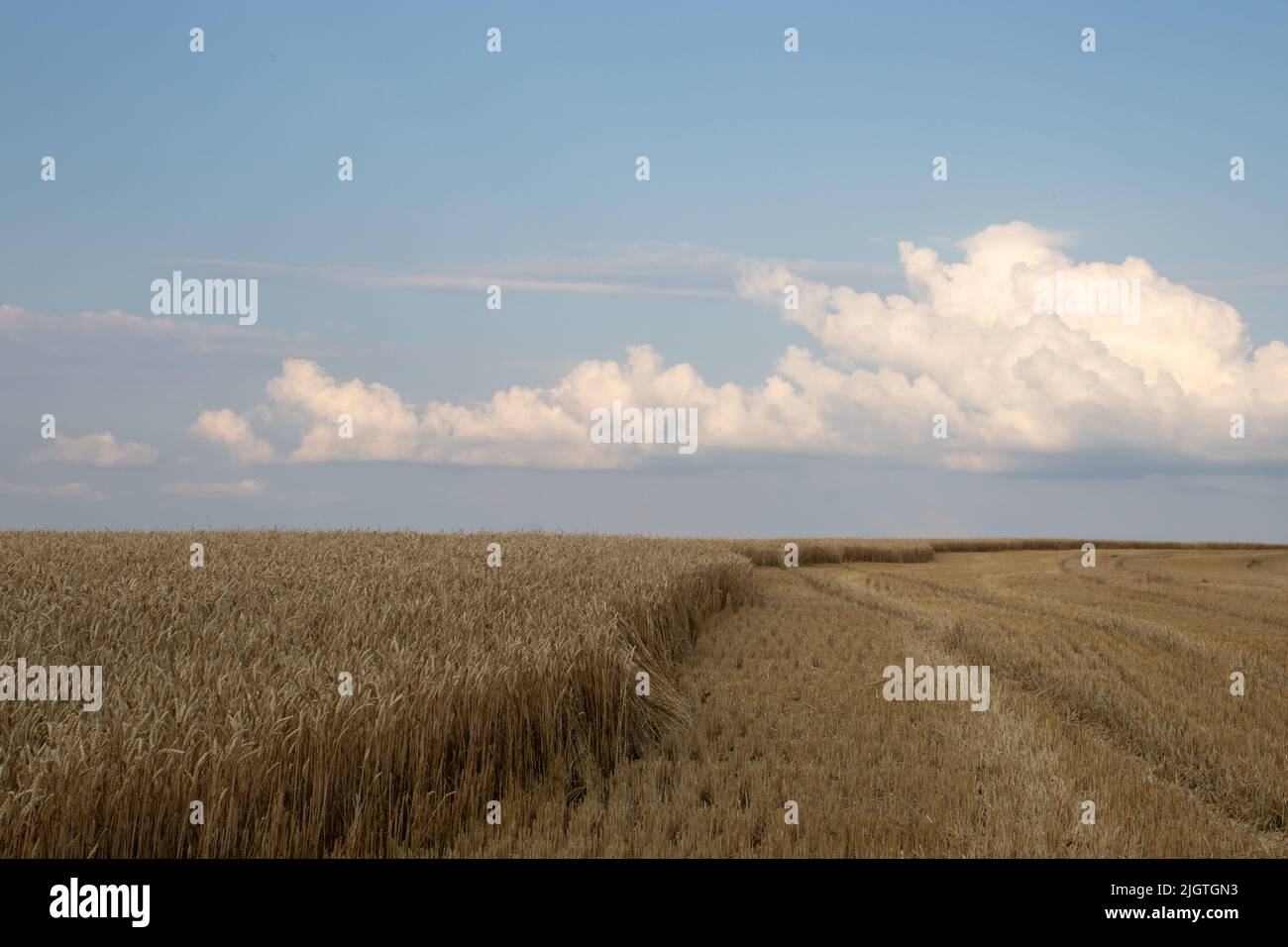 Golden wheat field and blue sky with clouds. Corn ears in setting ...