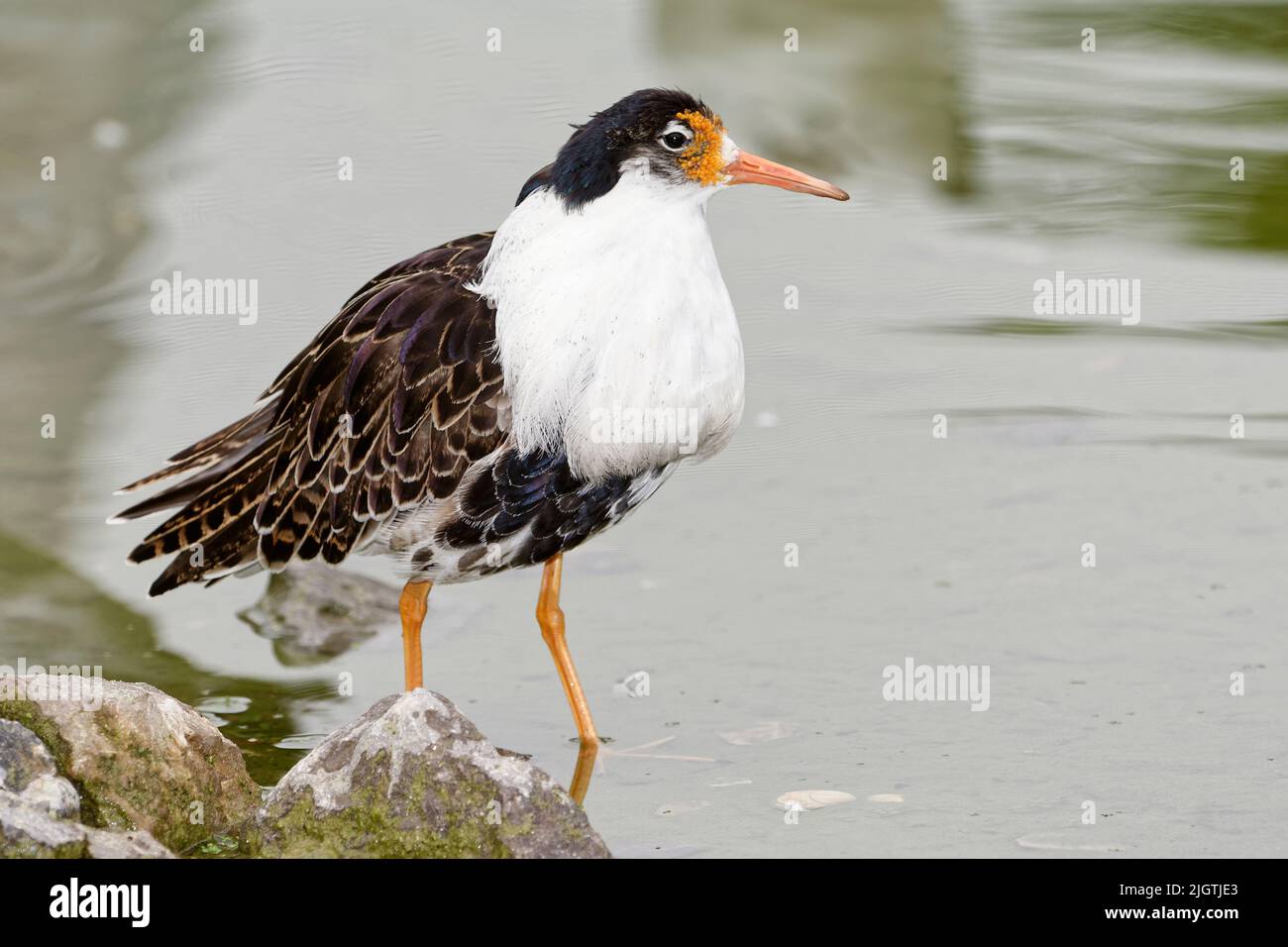 Male ruff in breeding plumage hi-res stock photography and images - Alamy