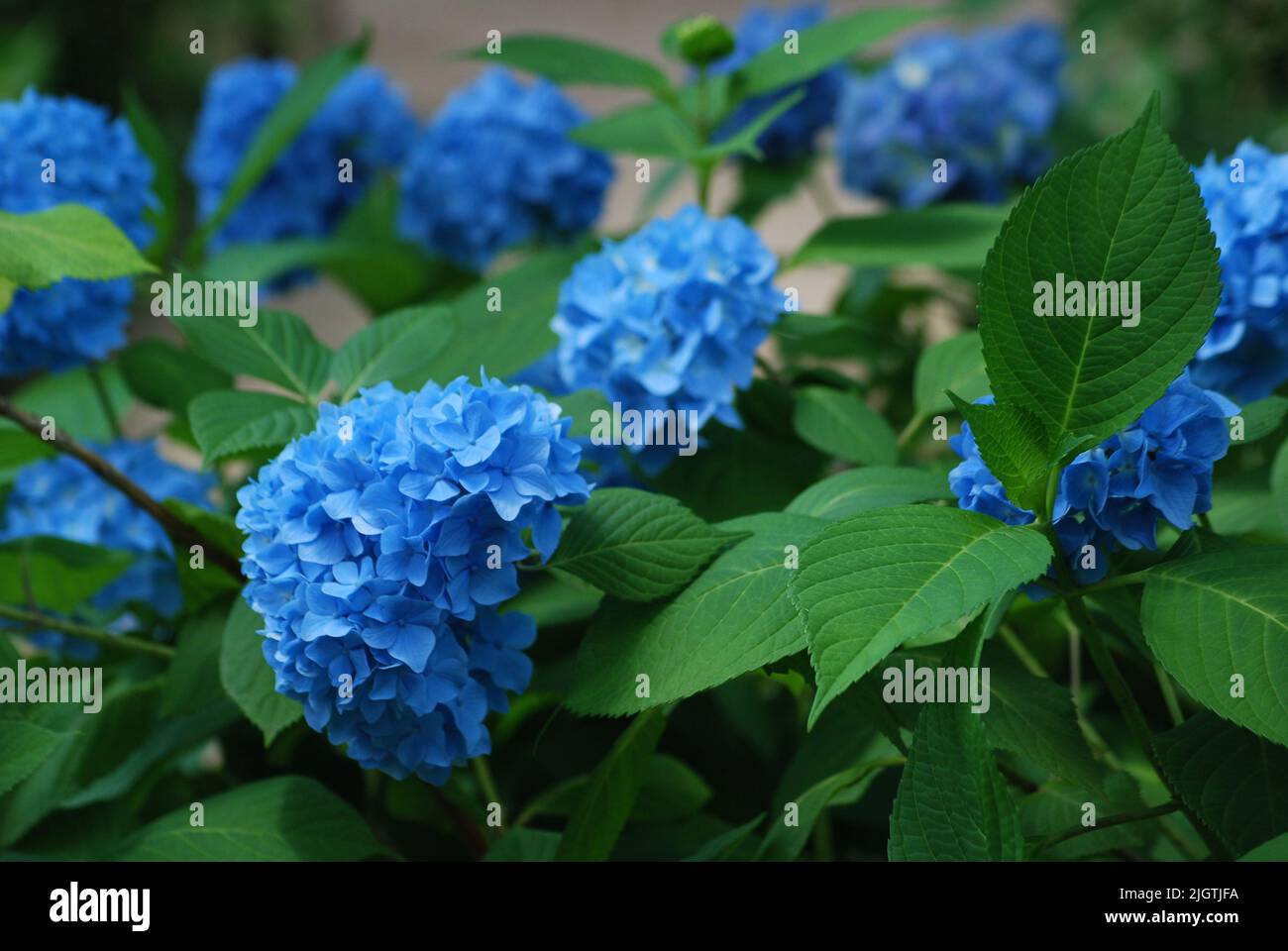 Hydrangeas in downtown Tokyo, Japan Stock Photo - Alamy