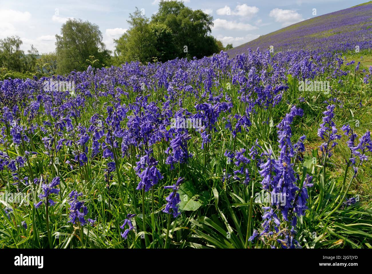 Bluebells - Hyacinthoides non-scriptus, on Cam Peak, Dursley, Gloucestershire, UK Stock Photo ...