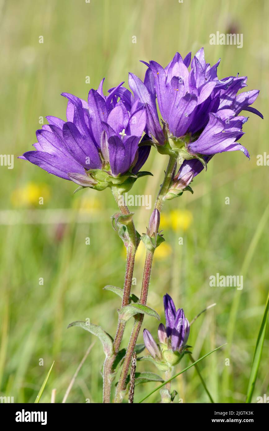 Clustered Bellflower - Campanula glomerata, blue limestone grassland ...