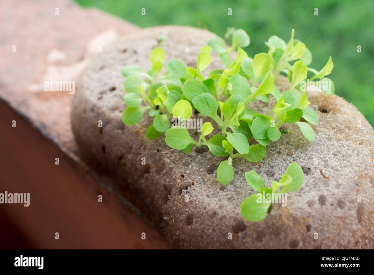 Nursery seedlings Hydroponics Stock Photo - Alamy