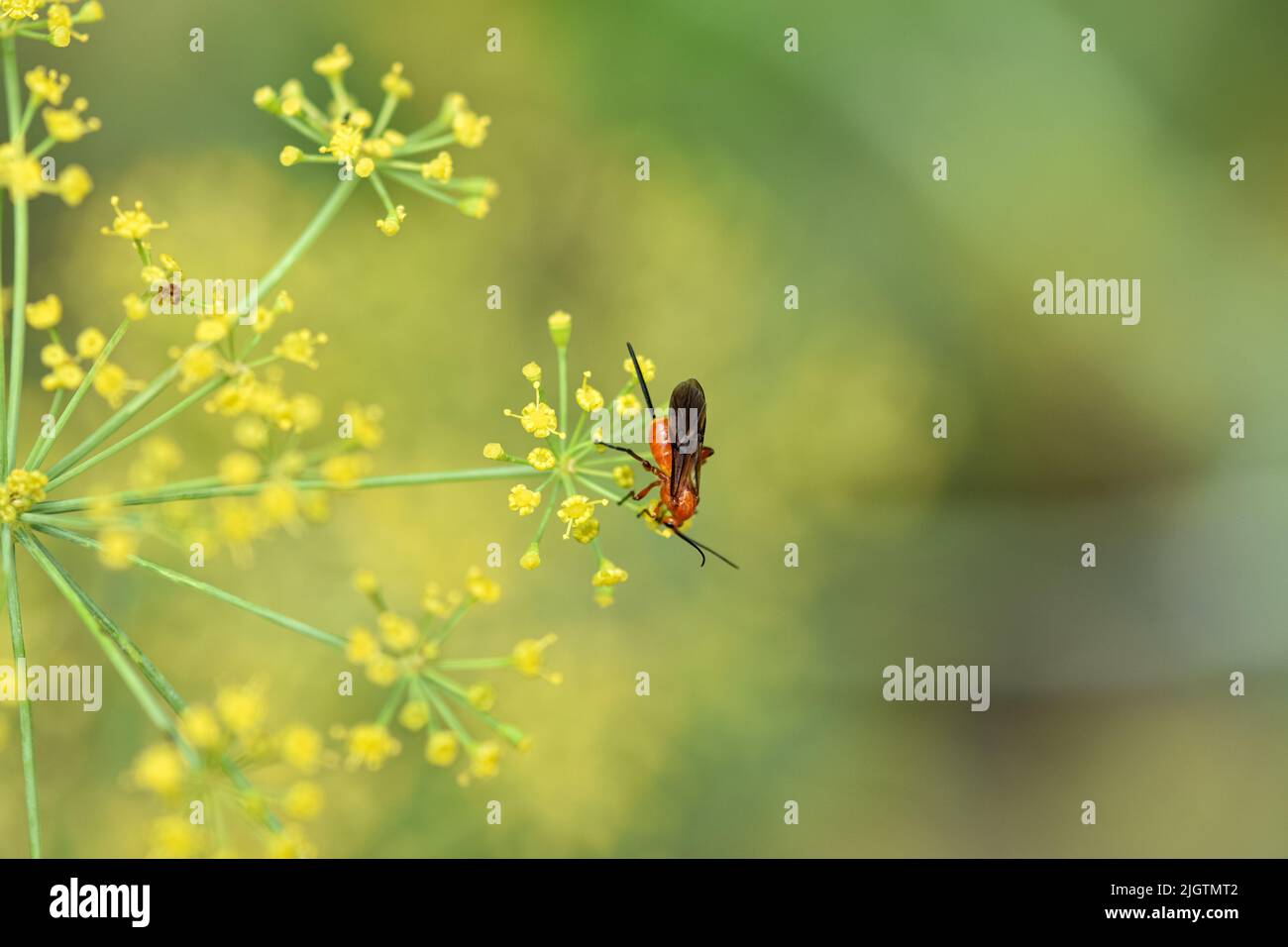 Culinary herb, Insect pollinates flowering dill in a garden bed Stock ...
