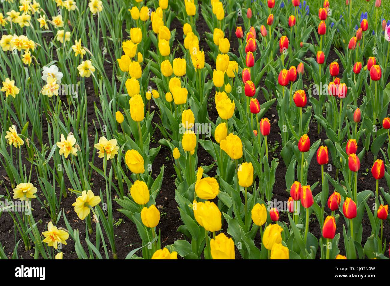 Yellow red tulip large flower bed many flowers, beautiful varietal ...
