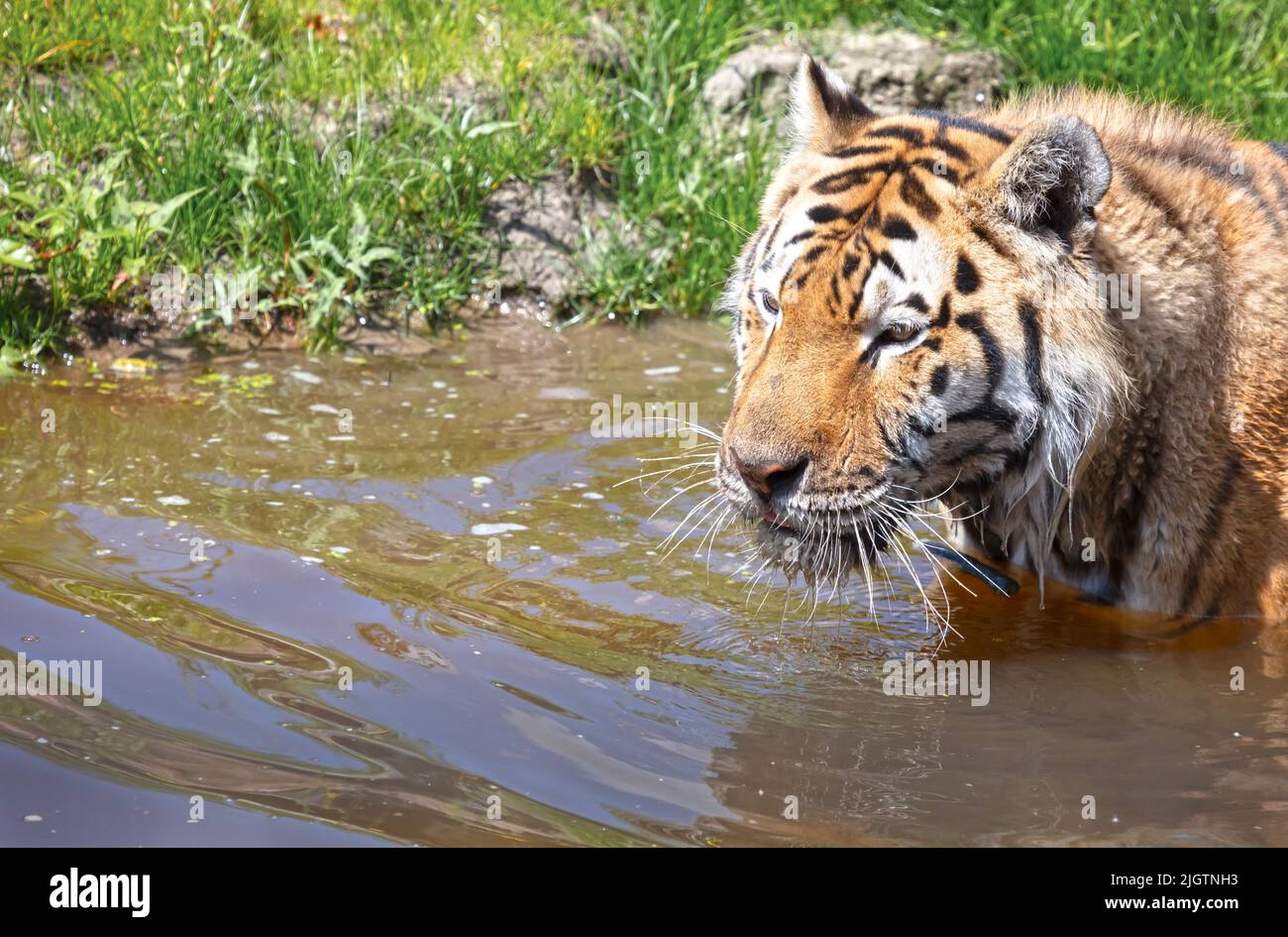 Tiger in water coloring hi-res stock photography and images - Alamy