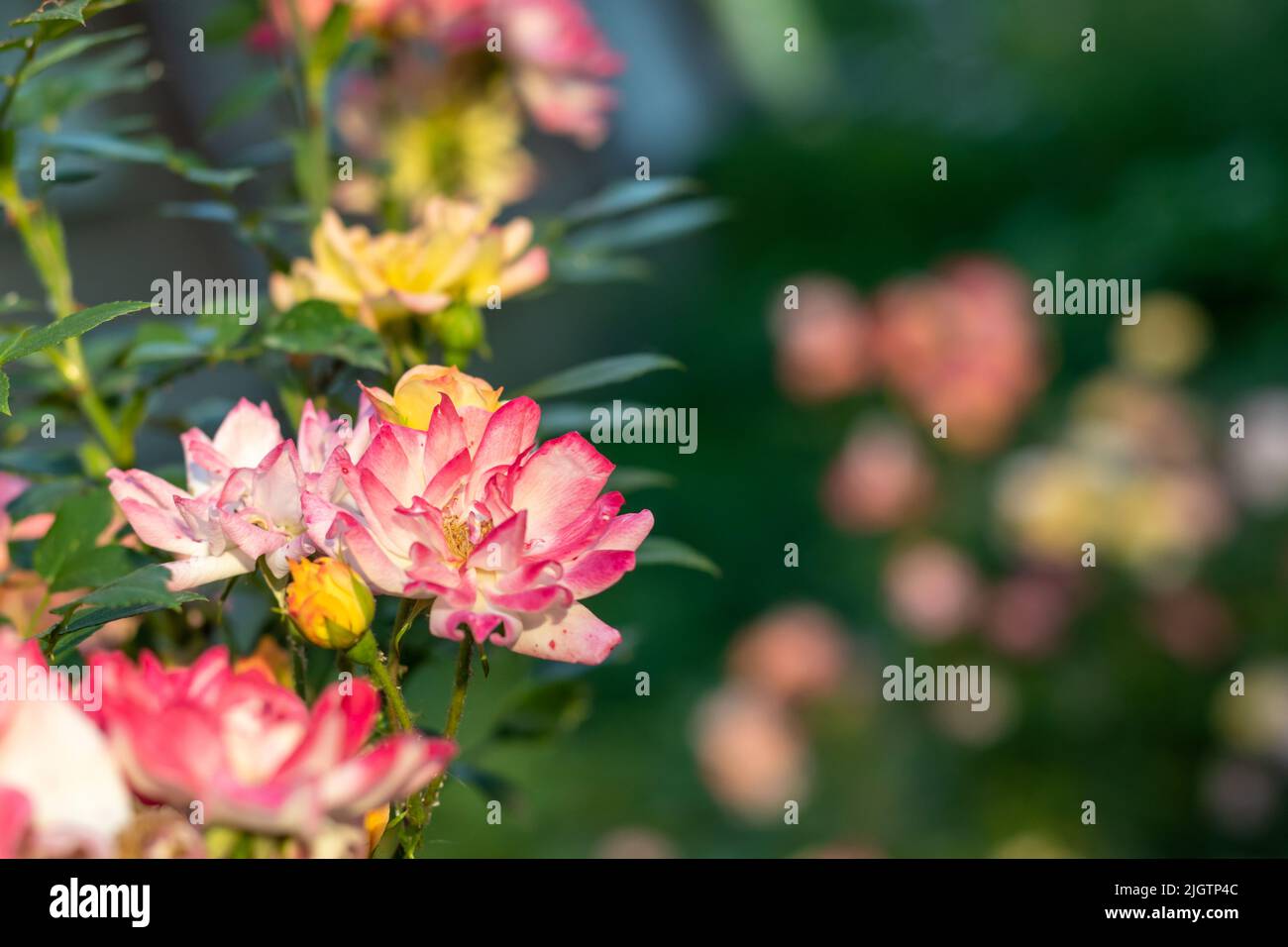 A multi - colored rose bush . Sunny weather Stock Photo - Alamy