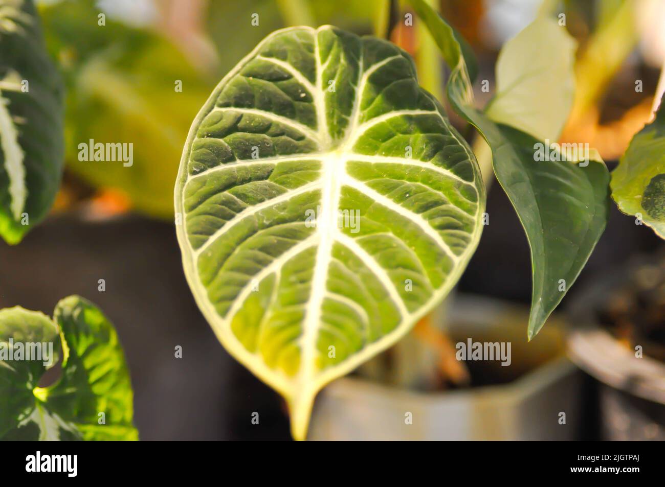 Alocasia reginula Black Velvet or Alocasia Black Velvet, Alocasia plant ...