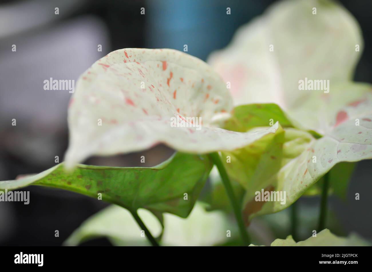 Syngonium pink spot or Pink spot Syngonium or Pink Syngonium or ...