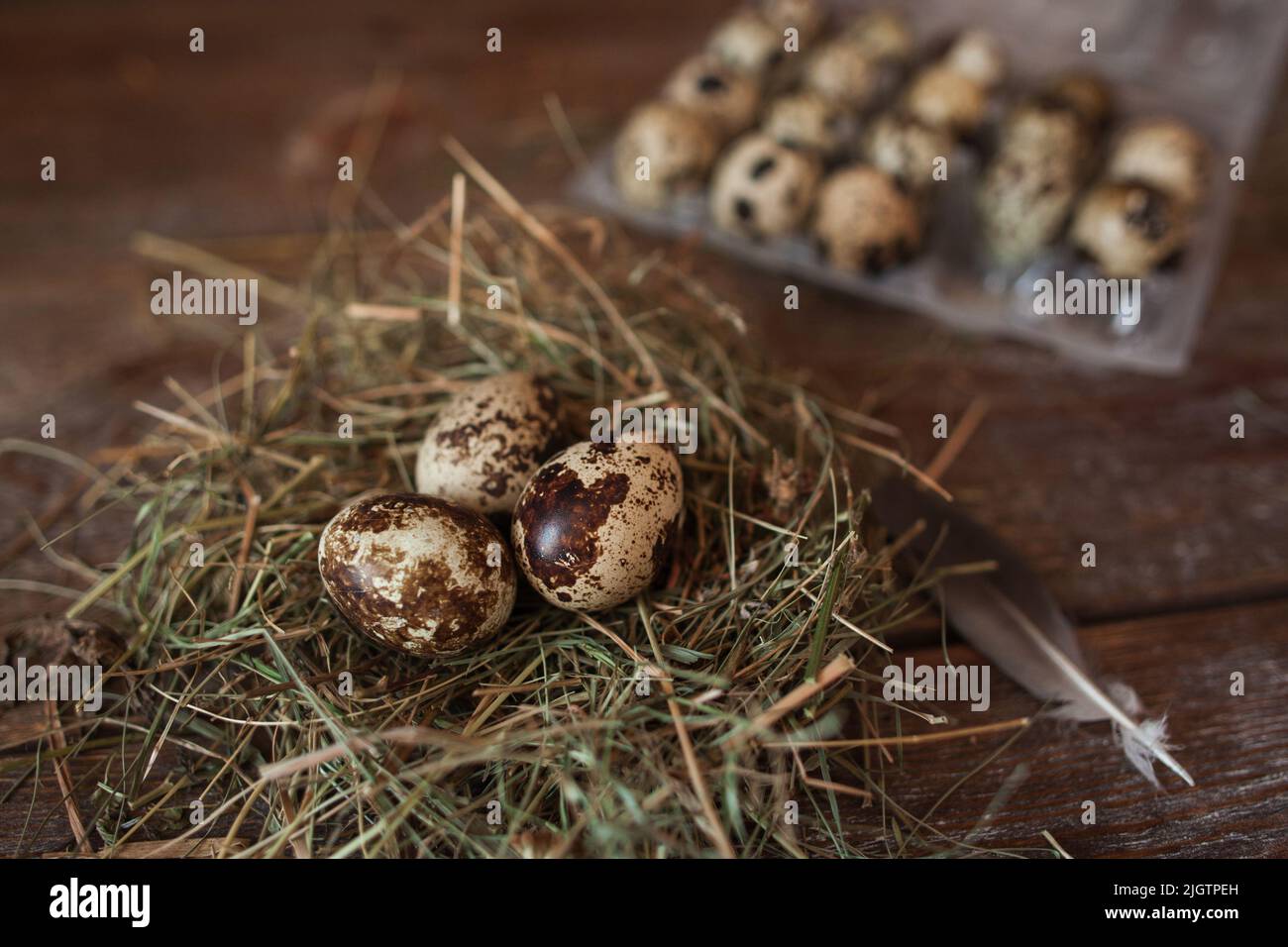 Traditional biology art hi-res stock photography and images - Alamy