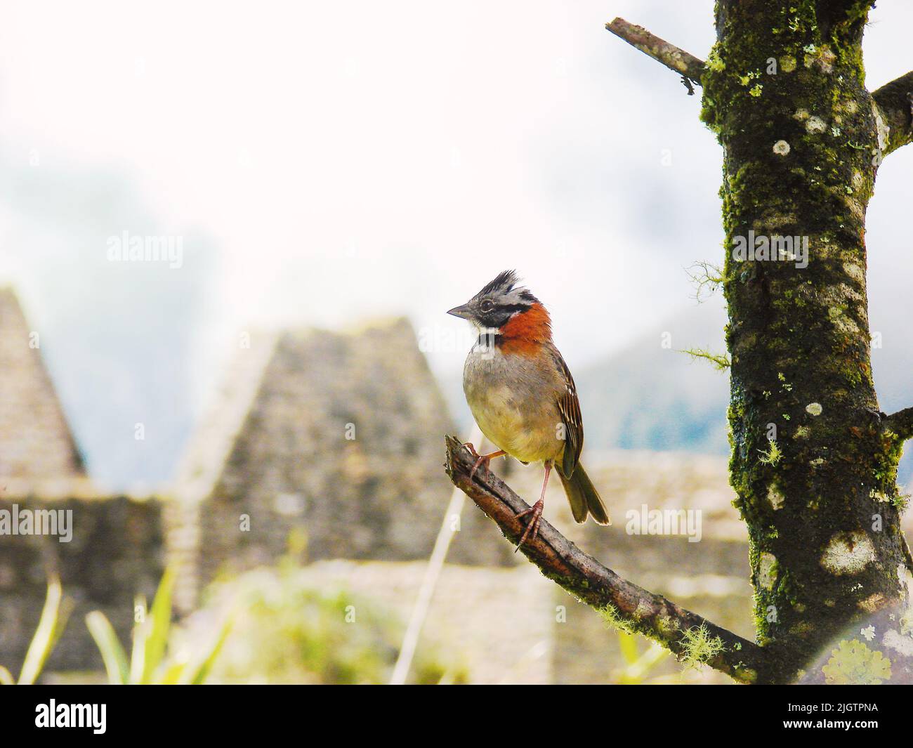 Machu picchu bird watching hi-res stock photography and images - Alamy